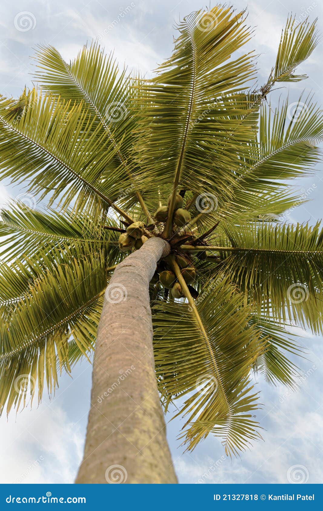 Coconuts Coconut Tree Branches Cloudy Sky Stock Photo - Image of leaves ...