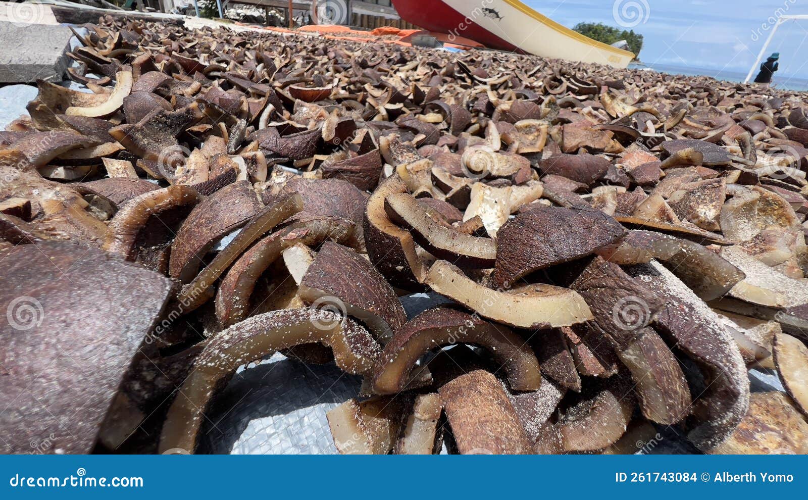 Coconuts are Dried into Copra by People on the Coast of Kaimana, West ...