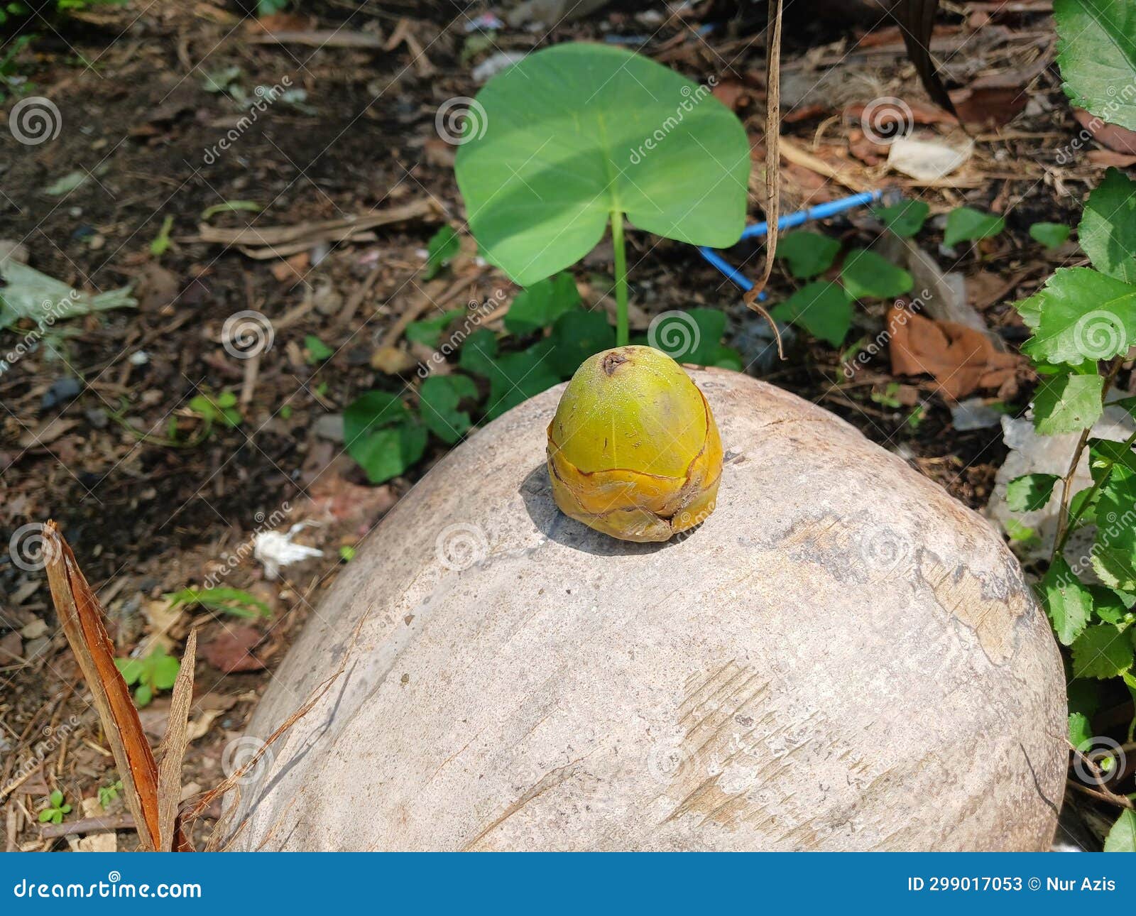 Coconuts Early Stage of Growth Fall Stock Image - Image of philippines ...