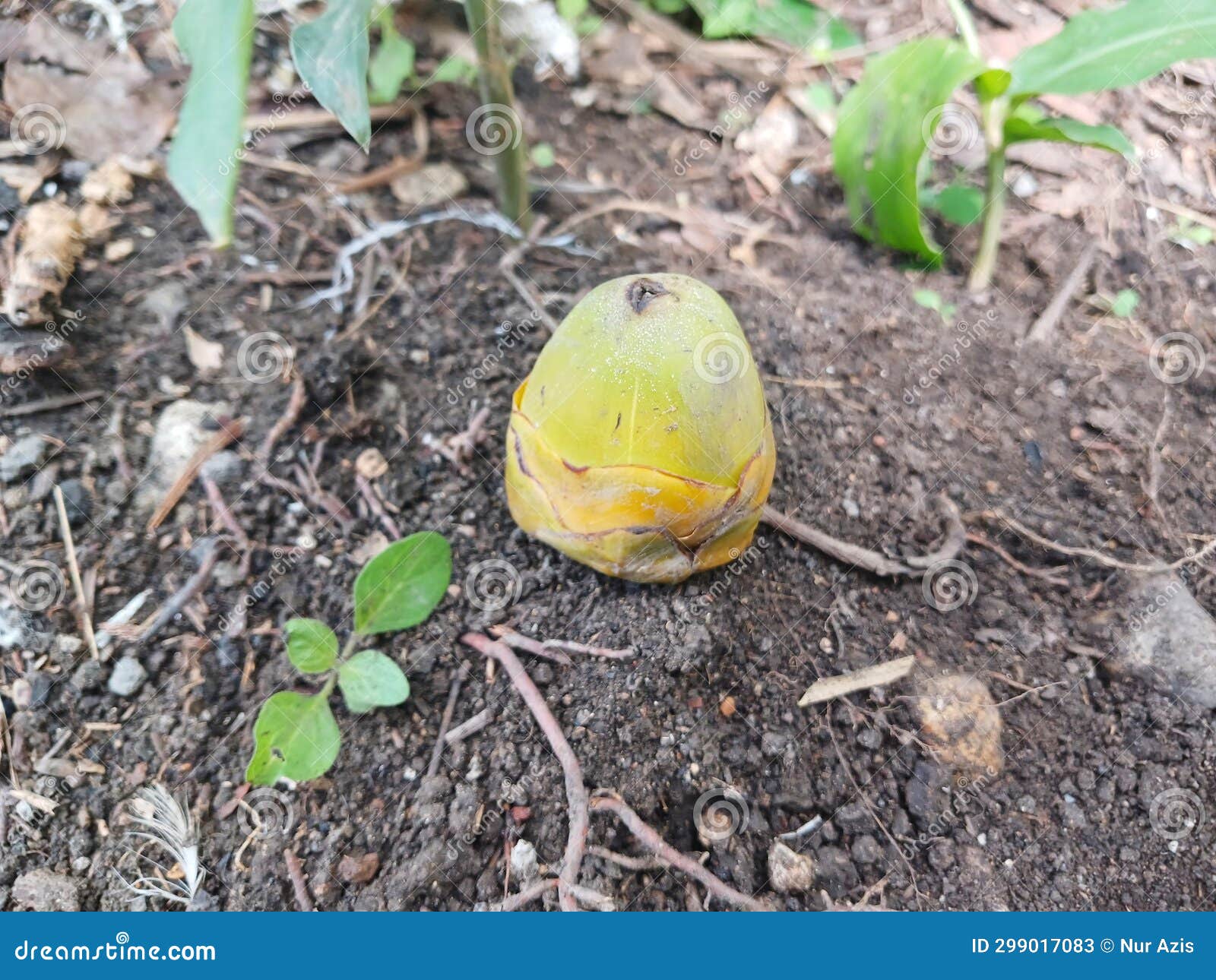 Coconuts Early Stage of Growth Fall Stock Image - Image of stage ...