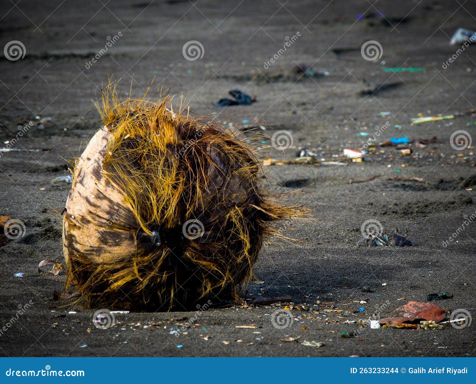 Coconuts Indonesia. Ripening Fruits Of Coconut Palm. Island Of Bali ...