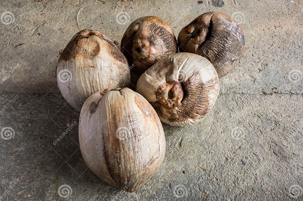 Coconuts. stock image. Image of ingredient, objects, healthy - 70684621
