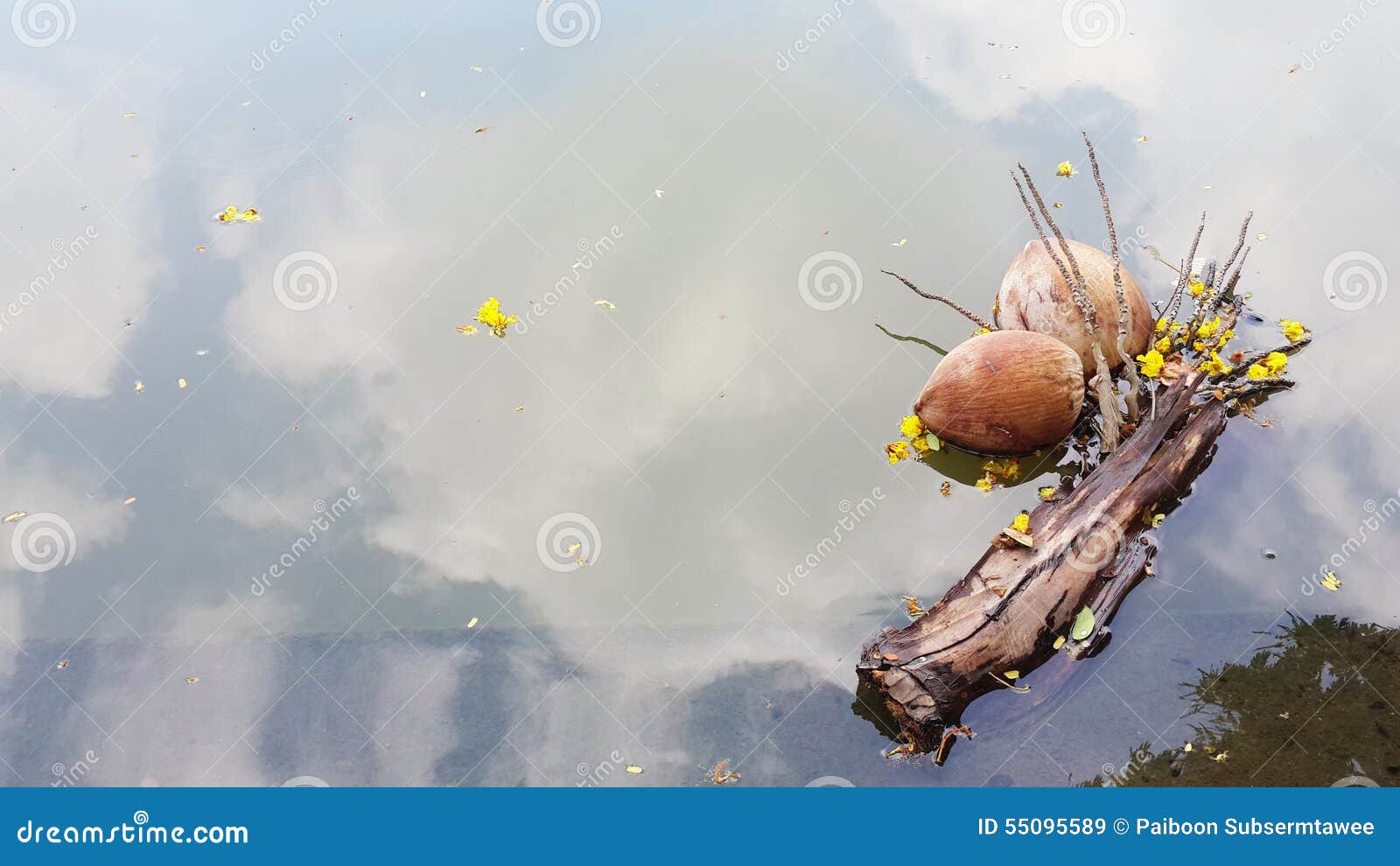 Coconuts floating stock image. Image of falling, lagoon - 55095589