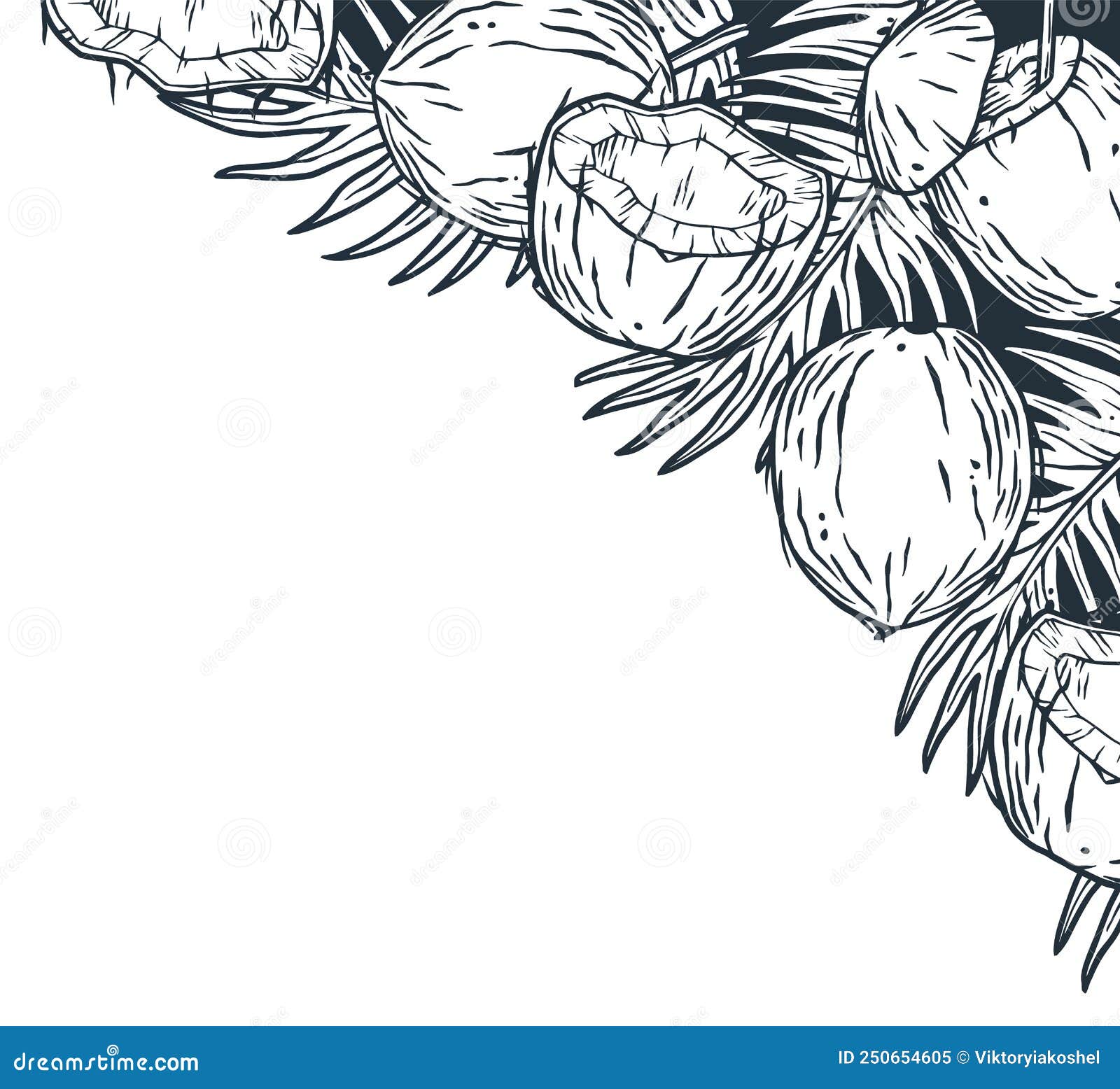 Coconuts Fruit Corner. Summer Fruit Outline Design Vector Illustration ...