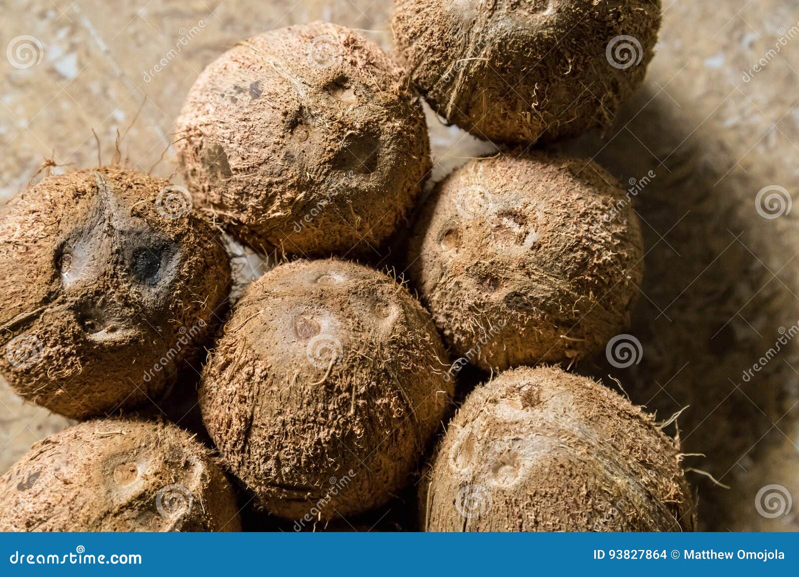 Matured Coconuts Stocked Together For De-husking. Top View Of Dry Brown ...