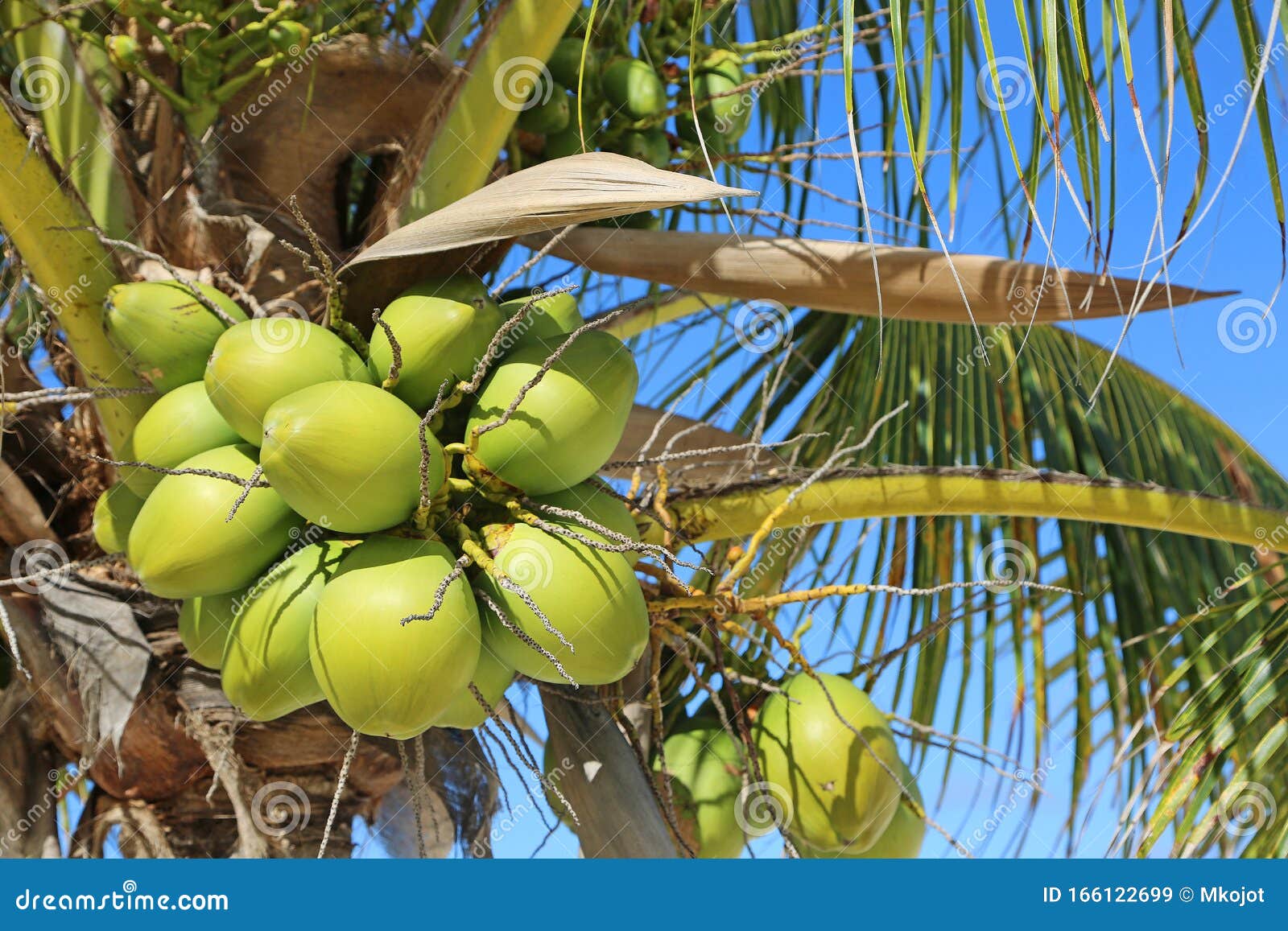Coconuts stock image. Image of coconut, island, blue - 166122699