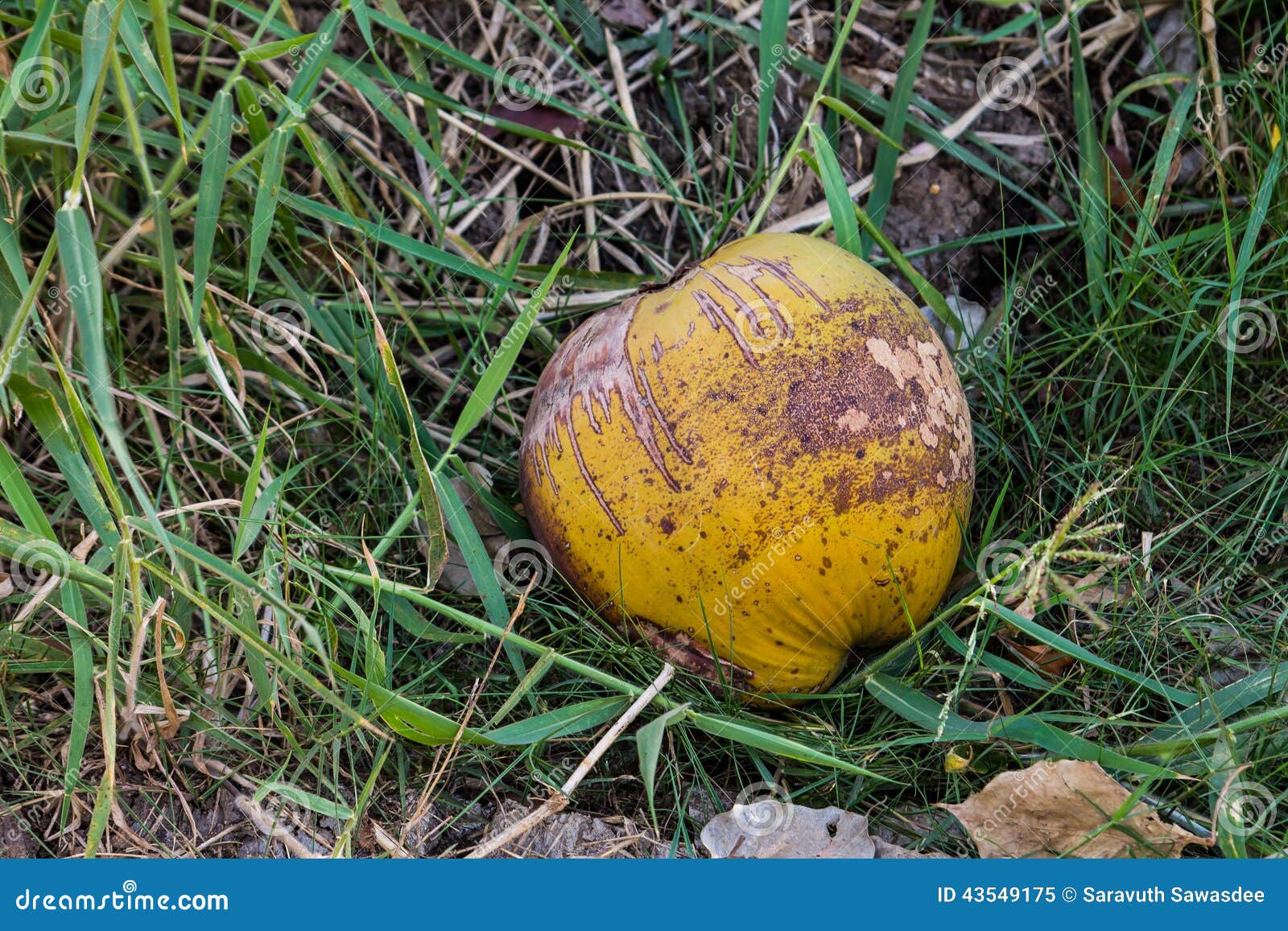 Coconuts on grass stock image. Image of yellow, garden - 43549175