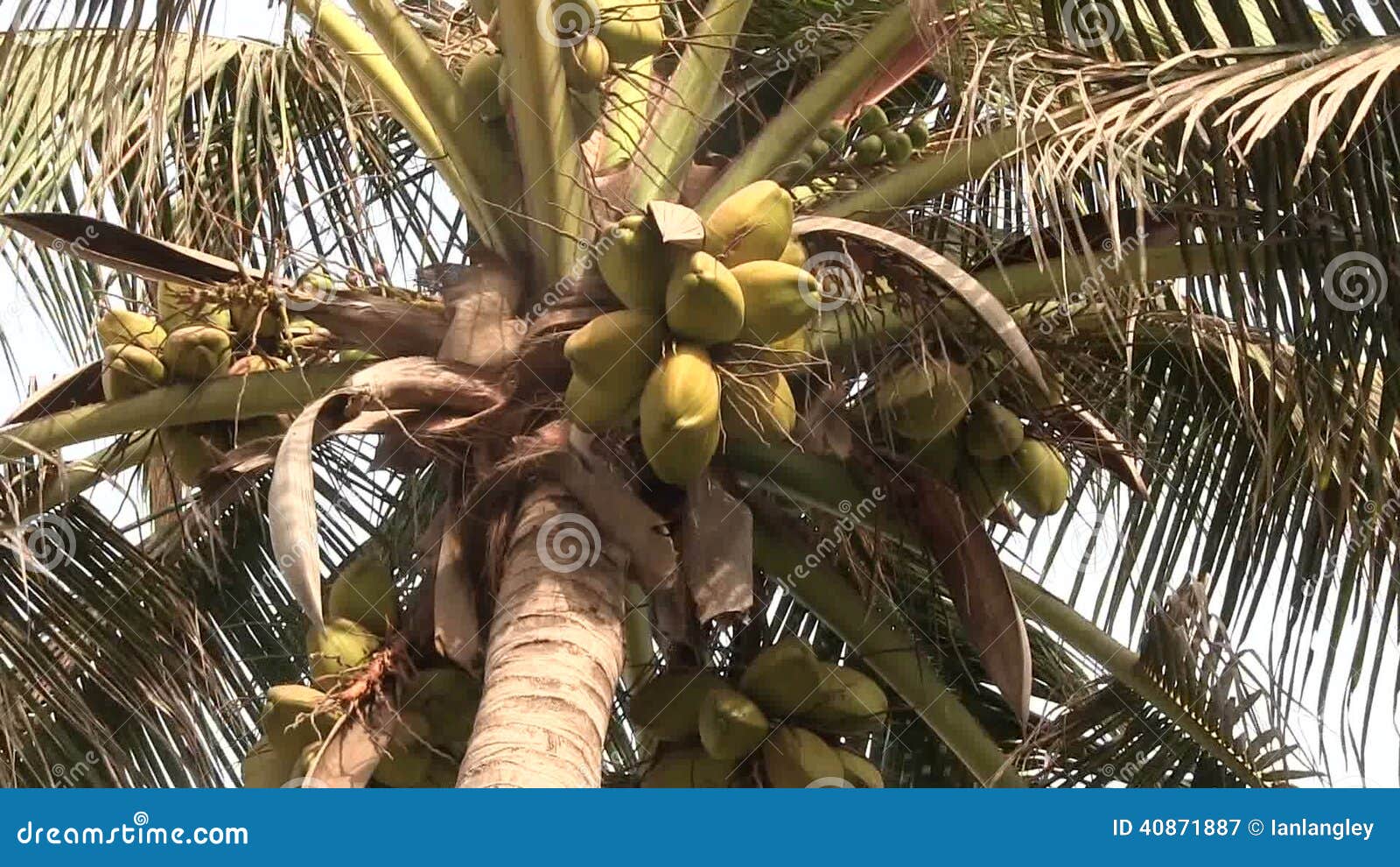 Coconuts Growing in a Palm Tree in the Gambia. Stock Video - Video of ...