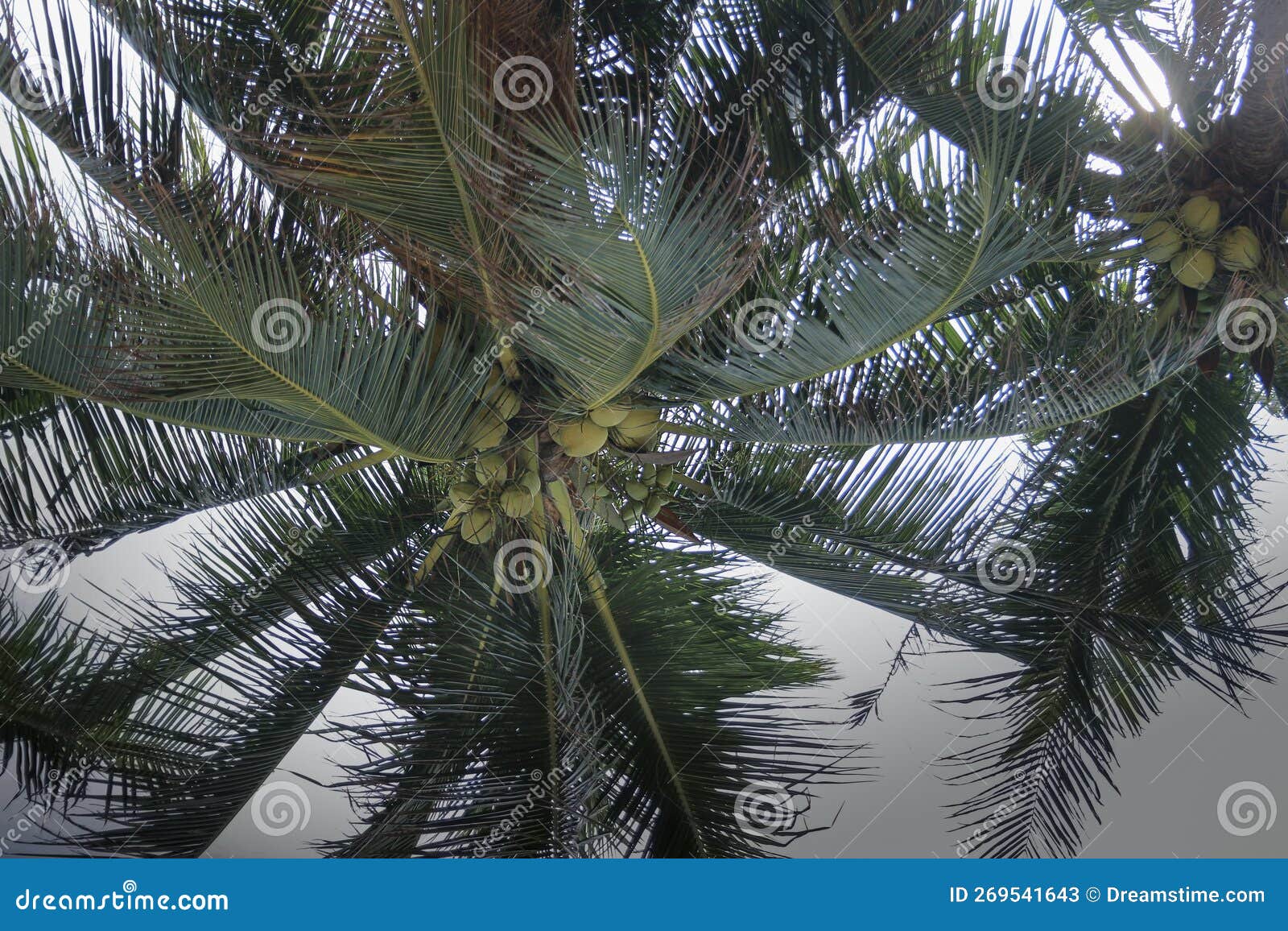 Coconuts Hanging on a Palm Tree Stock Image - Image of hanging ... Coconuts Hanging on a Palm Tree Stock Image - Image of hanging ...