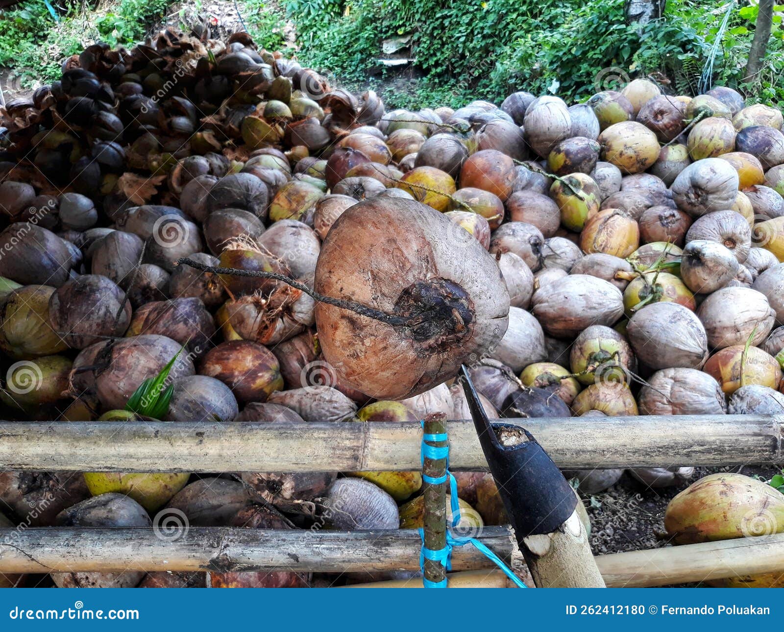 Coconuts are Harvested and Ready To Be Peeled and Processed into Copra ...