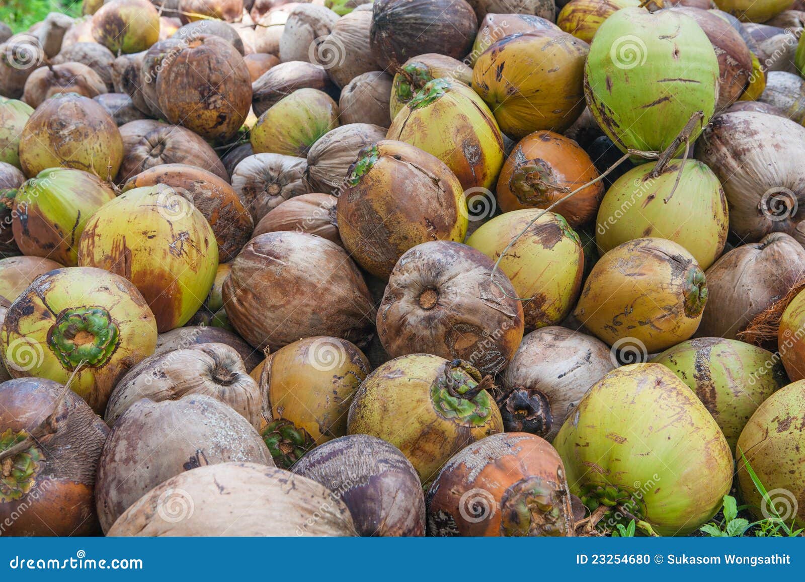 Coconuts on the island stock photo. Image of milk, coconut - 23254680