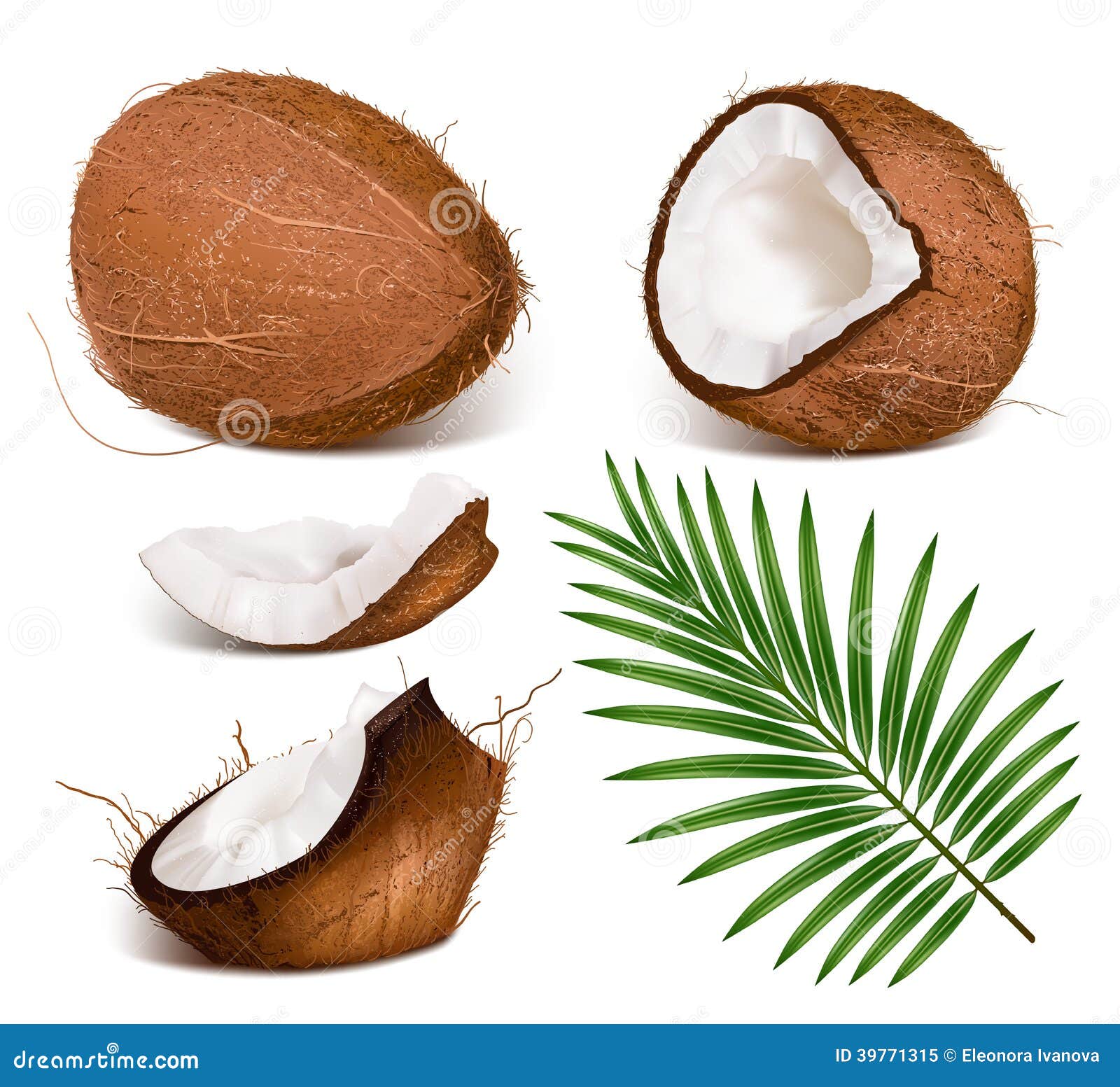 Coconuts with leaves. stock vector. Illustration of slice - 39771315 Coconuts with leaves. stock vector. Illustration of slice - 39771315