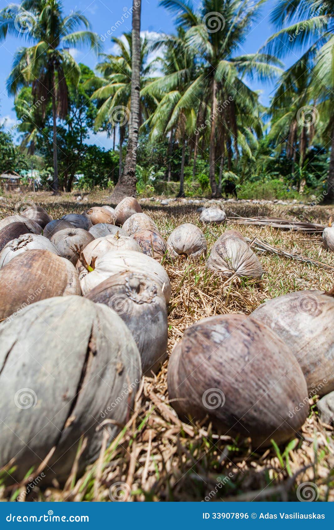 Coconuts left in the sun stock photo. Image of island - 33907896