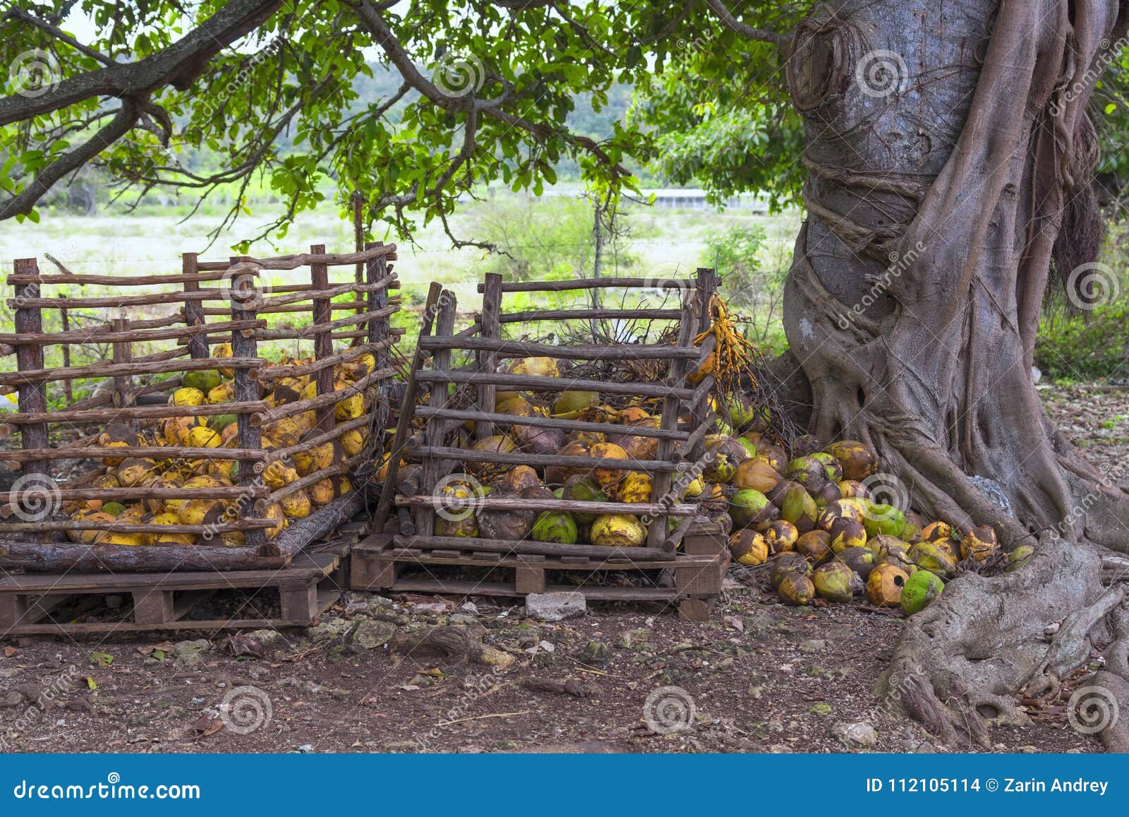 Ripe Coconuts Piled into a Heap Under a Tree Stock Photo - Image of ...