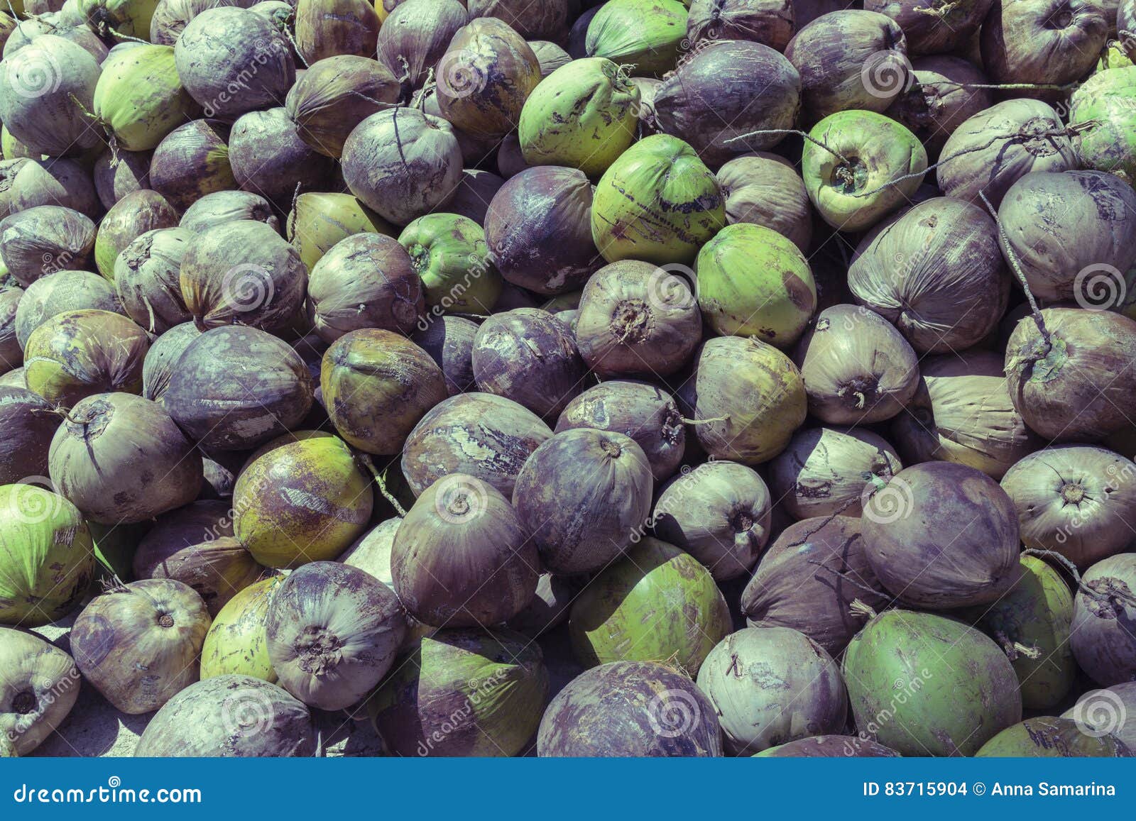 Coconuts stock photo. Image of pattern, vacation, coconuts - 83715904