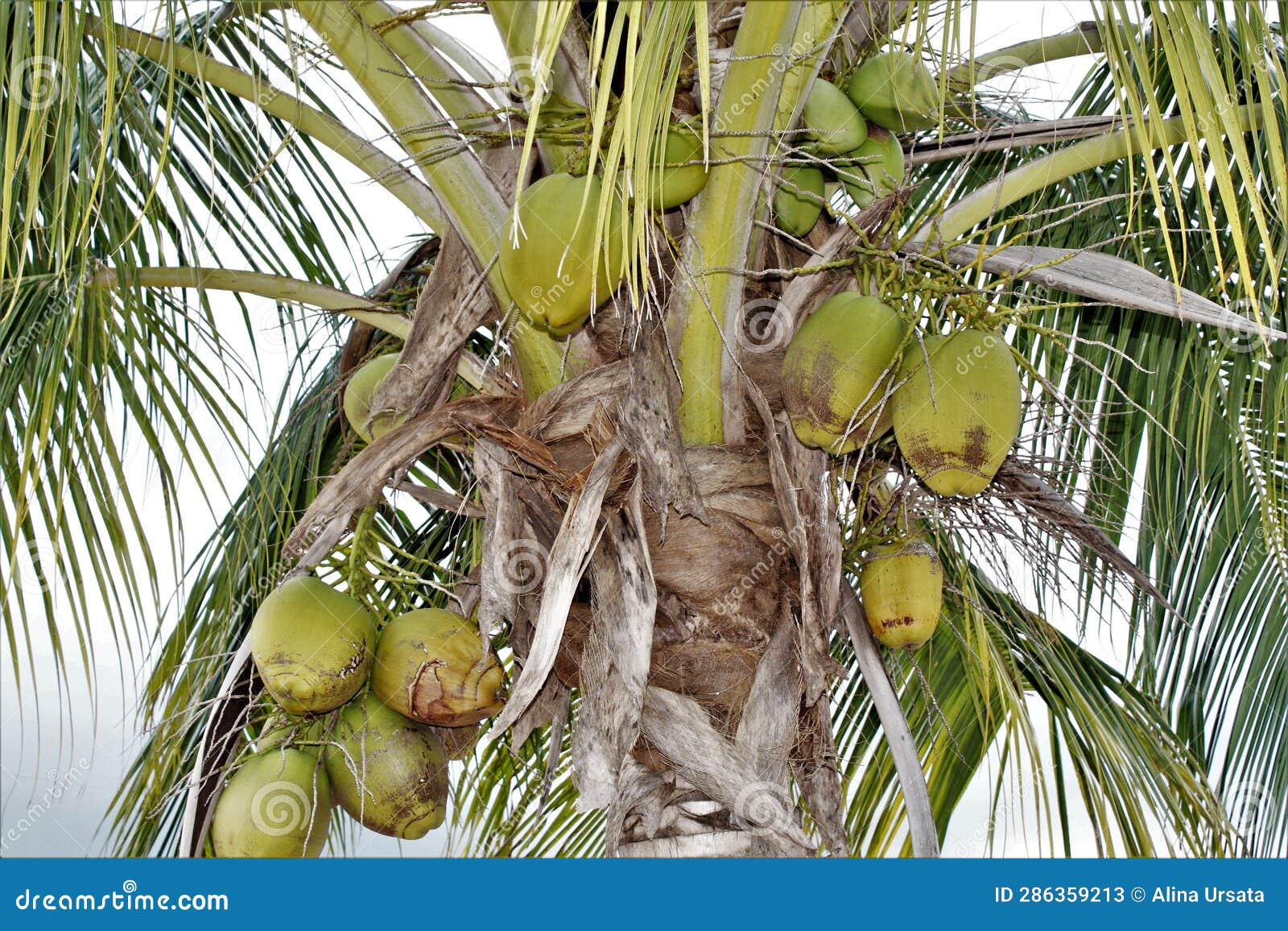 Coconuts stock image. Image of exotic, summer, coconuts - 286359213
