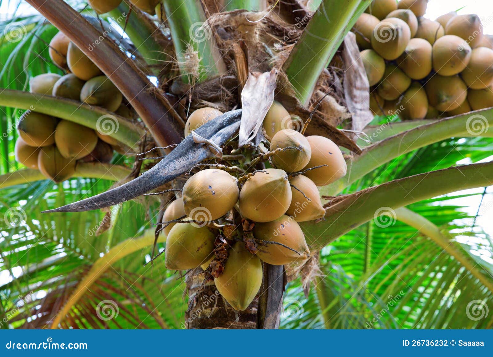 Coconuts on the palm tree stock photo. Image of agriculture - 26736232
