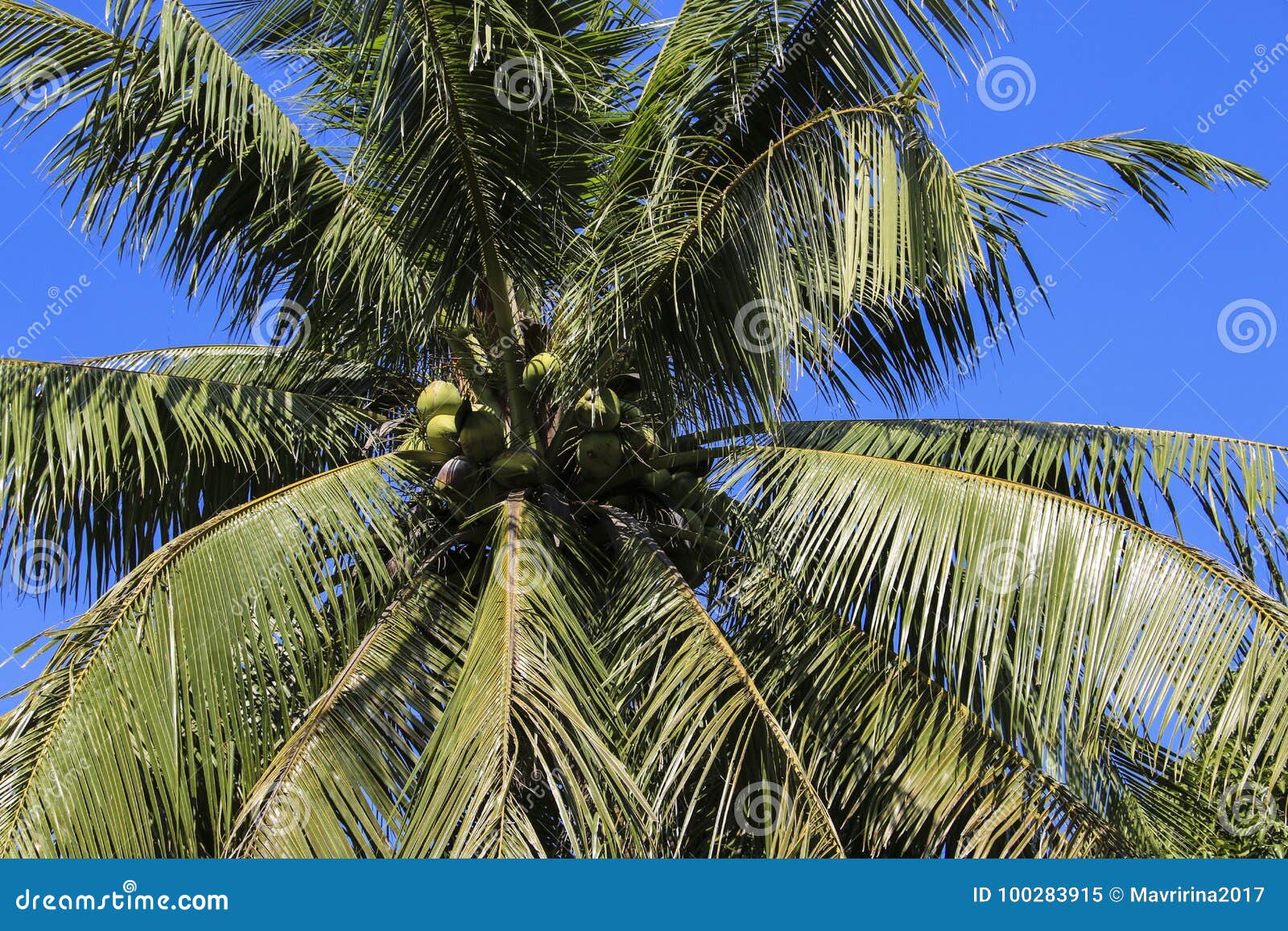 Coconuts on the palm tree stock image. Image of botany - 100283915