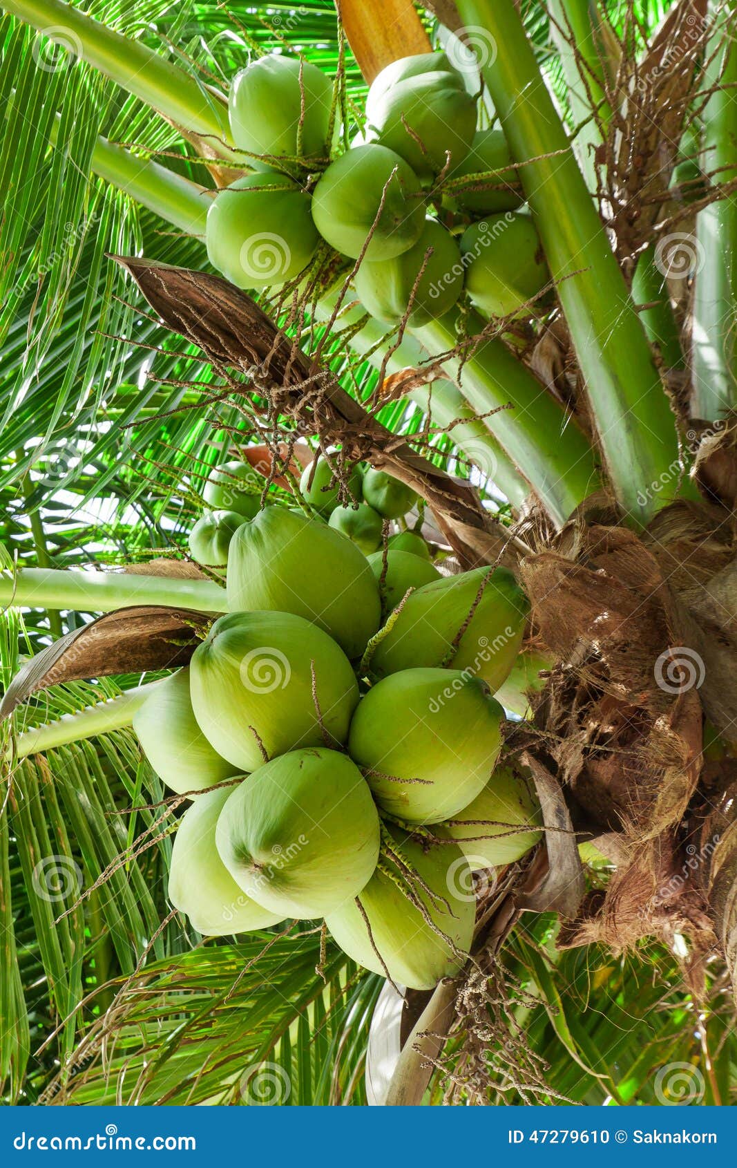 Coconuts palm tree stock photo. Image of food, environment - 47279610