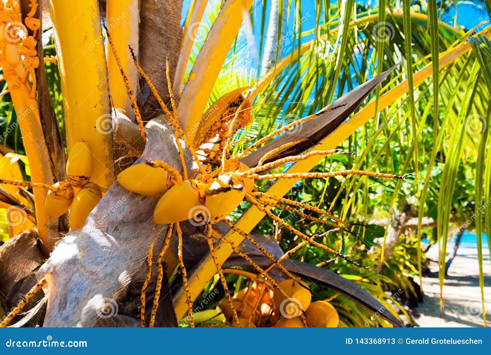 Coconuts on a Palm Tree in the Lagoon Huahine, French Polynesia. Close ...