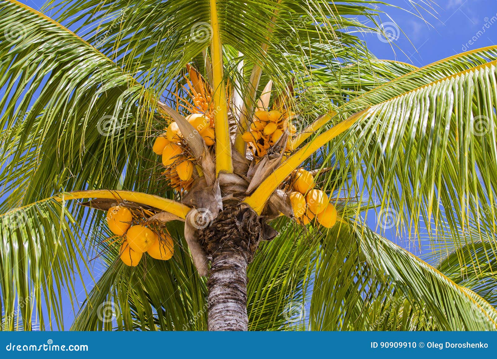 Coconuts Palm Tree Perspective View from Floor High Up Stock Photo ...