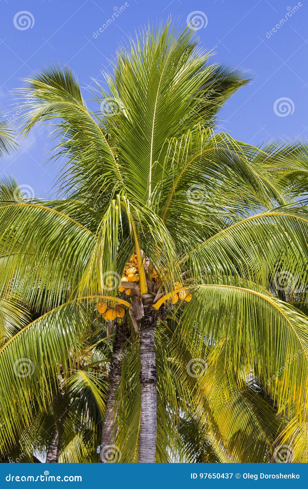 Coconuts Palm Tree Perspective View from Floor High Up Stock Image ...