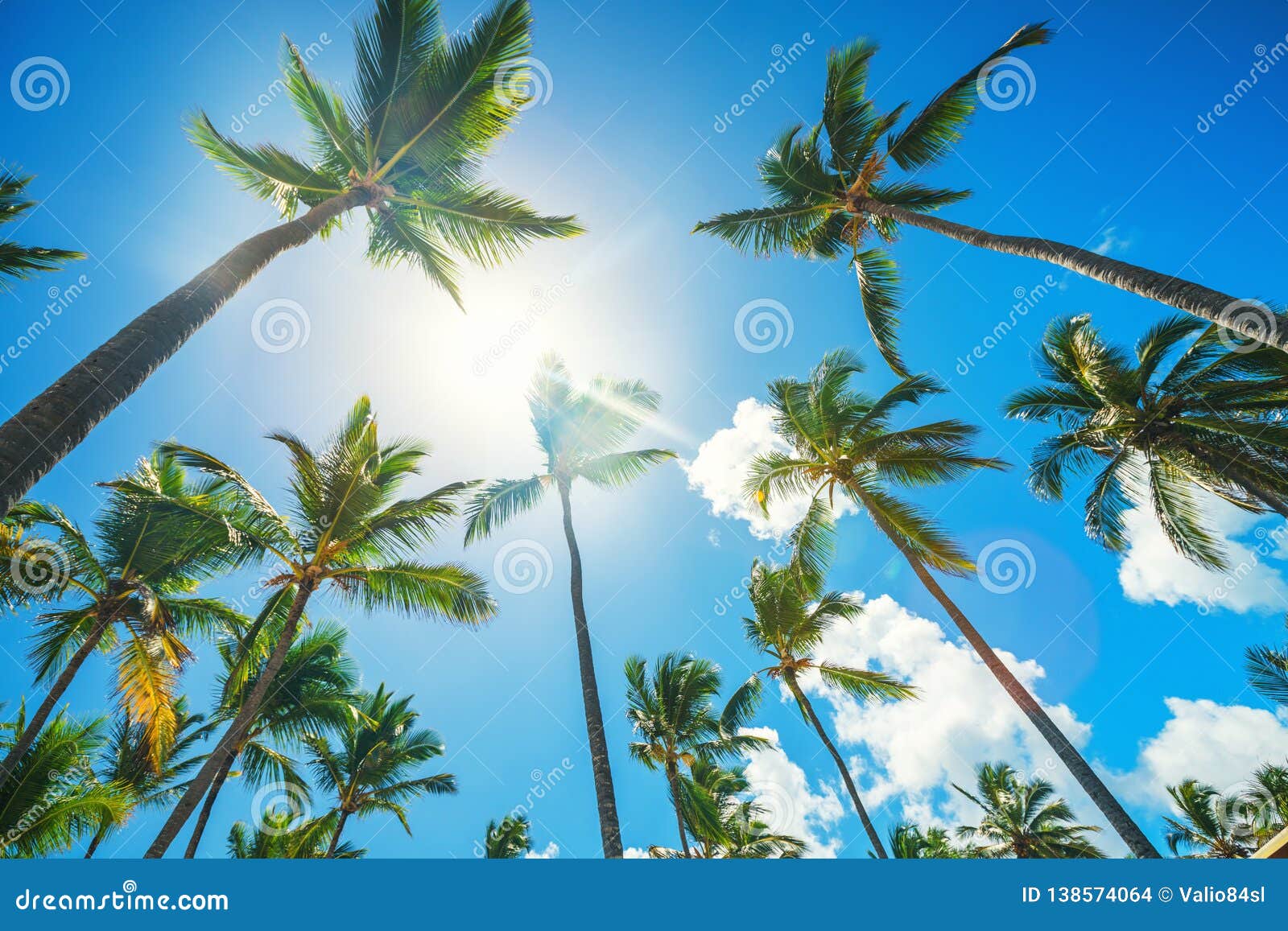 Coconuts Palm Tree Perspective View, Exotic Background Stock Photo ...