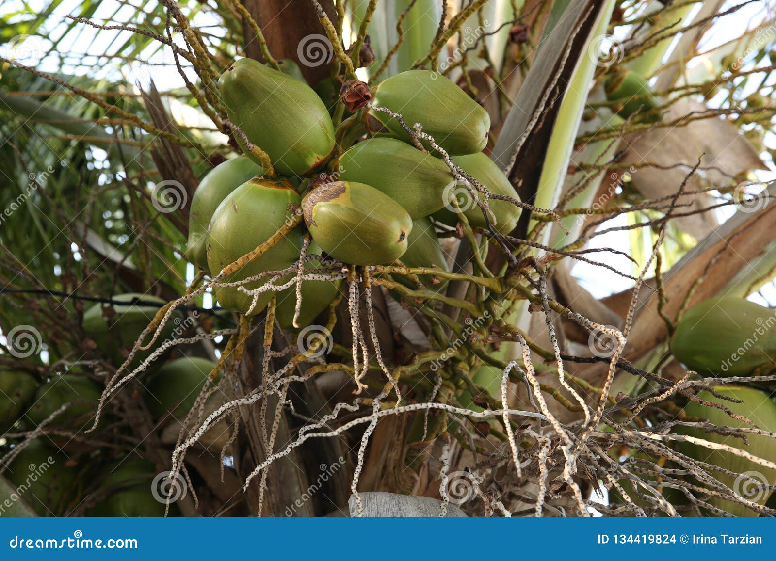 Coconuts on a palm tree stock photo. Image of tropical - 134419824