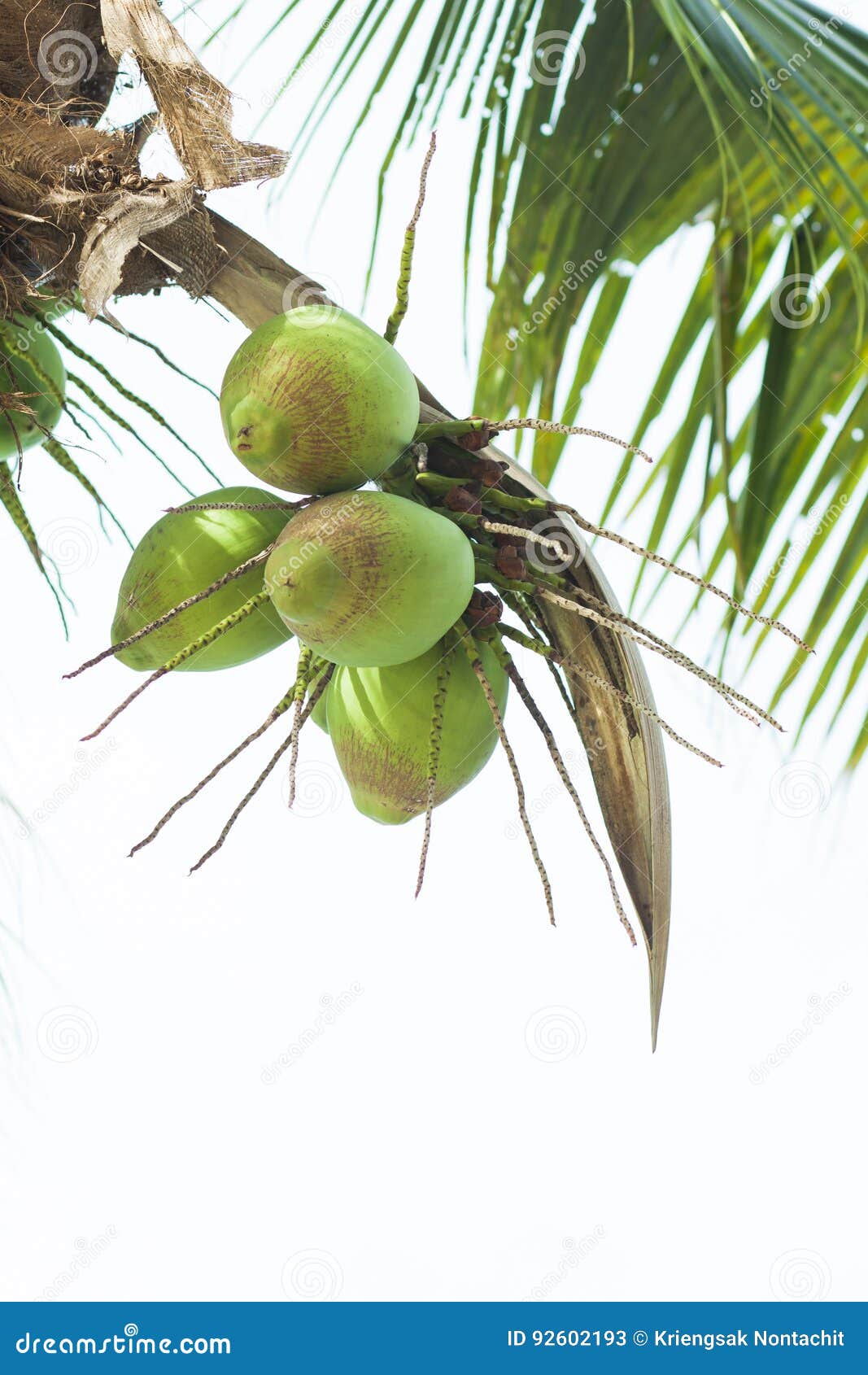 Coconuts on the Palm Tree stock image. Image of natural - 92602193