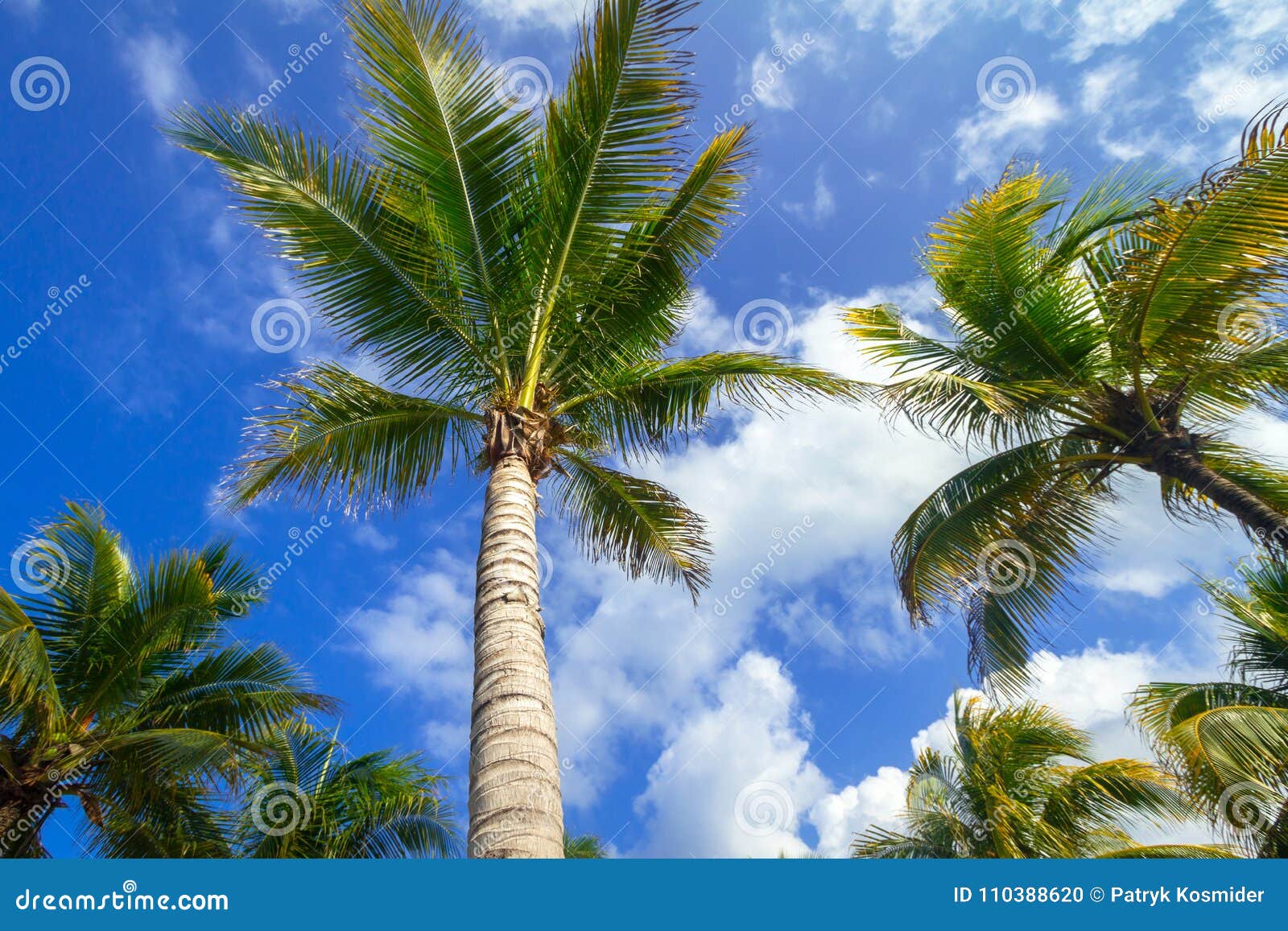 Coconuts Palm Trees on the Tropical Beach Stock Photo - Image of coast ...