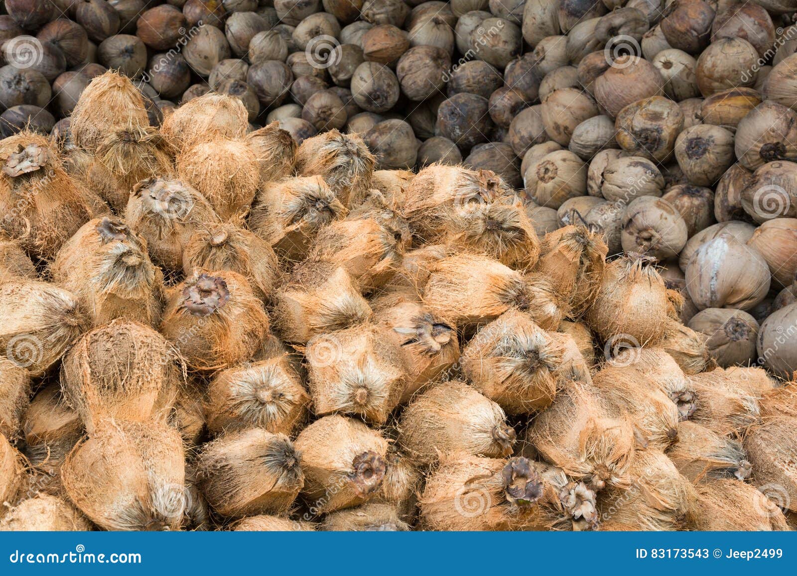 Coconuts. stock image. Image of department, leaf, feed - 83173543