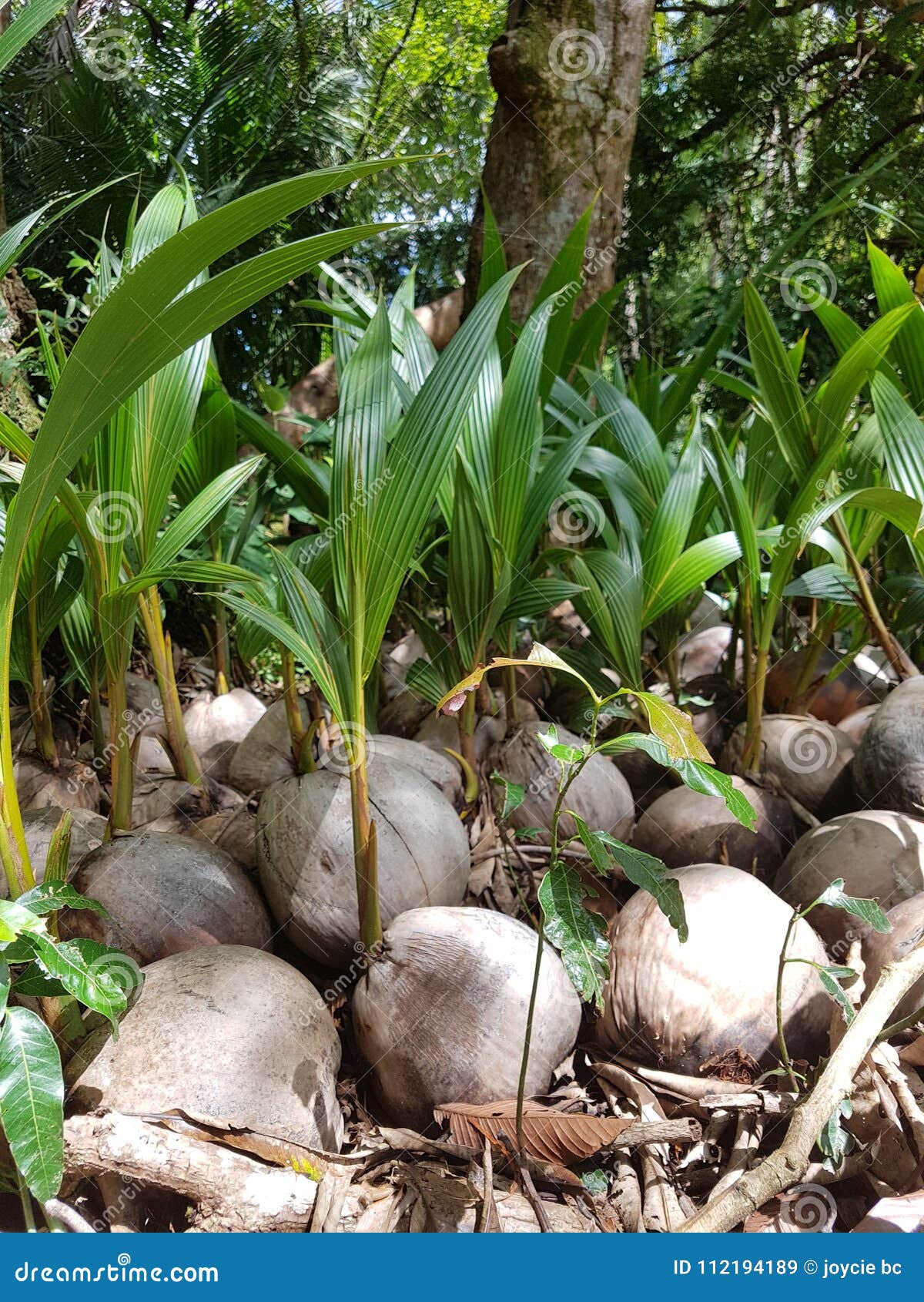 Coconuts with Small Palmtrees Growing Stock Image - Image of coconuts ...