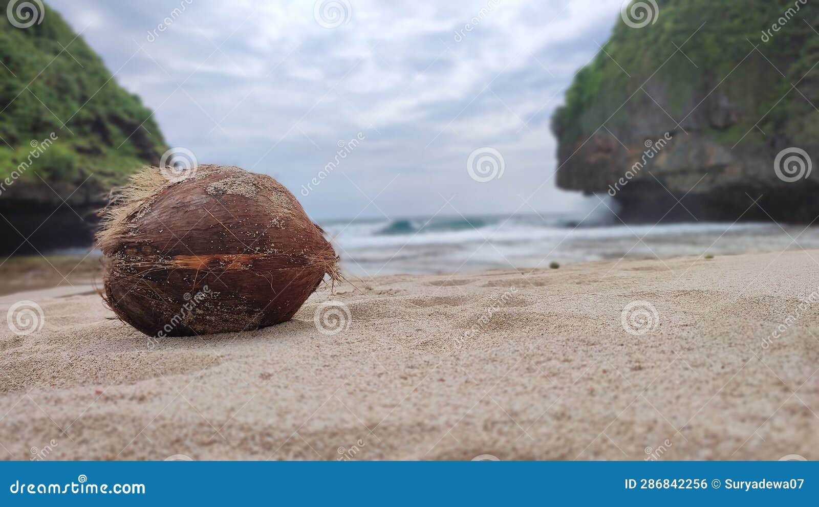 Coconuts are on the Stretch of the Beach Stock Photo - Image of geology ...