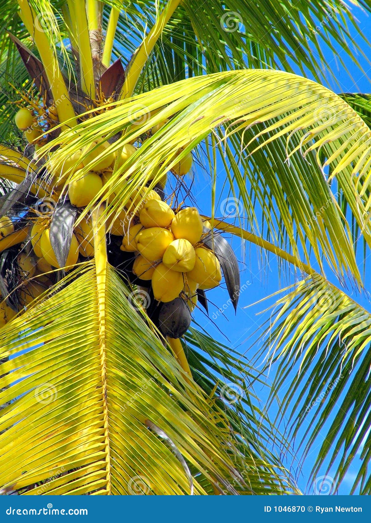 Coconuts in a Tree stock photo. Image of tropical, leaves - 1046870 Coconuts in a Tree stock photo. Image of tropical, leaves - 1046870