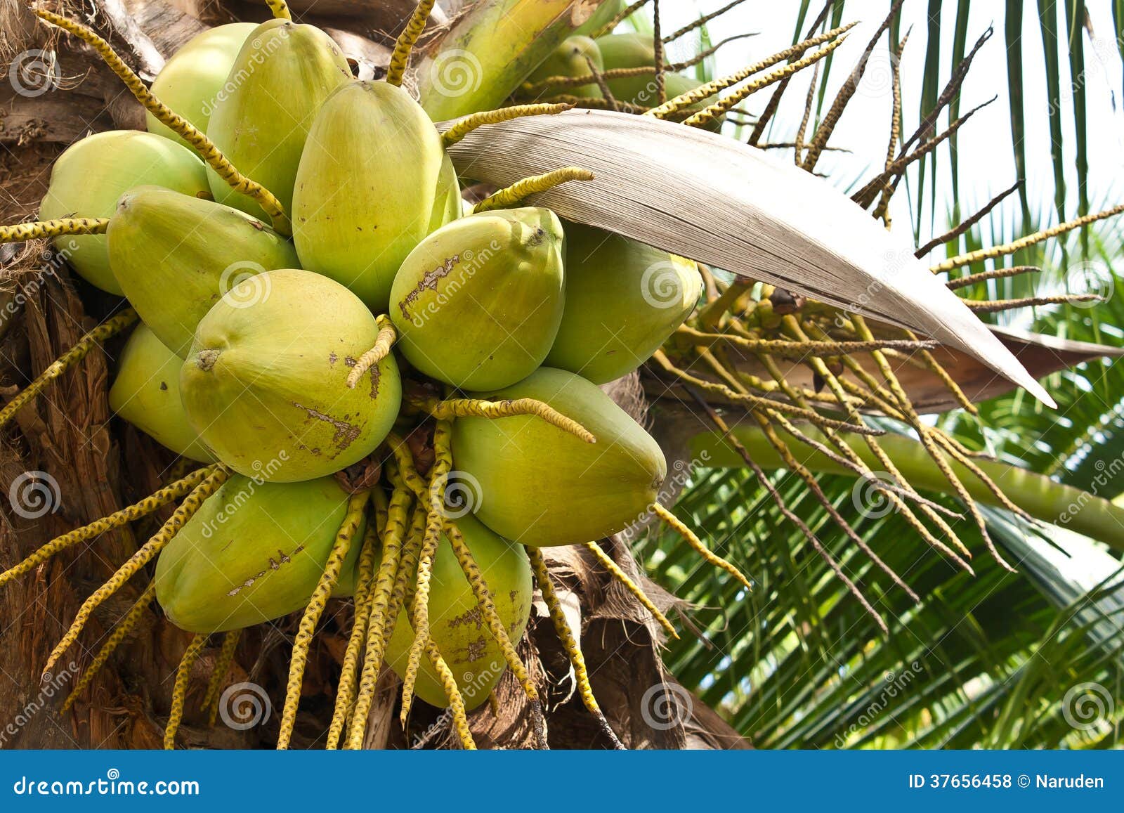 Coconuts on tree stock photo. Image of nutrition, farm - 37656458