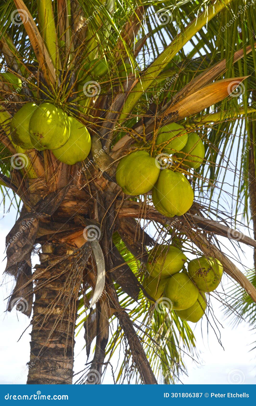 Coconuts tree stock image. Image of group, food, detail - 301806387