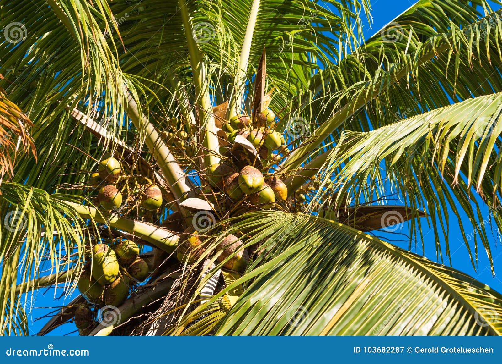 Coconuts on the Tree, Cuba, Havana. Close-up. Stock Image - Image of ...