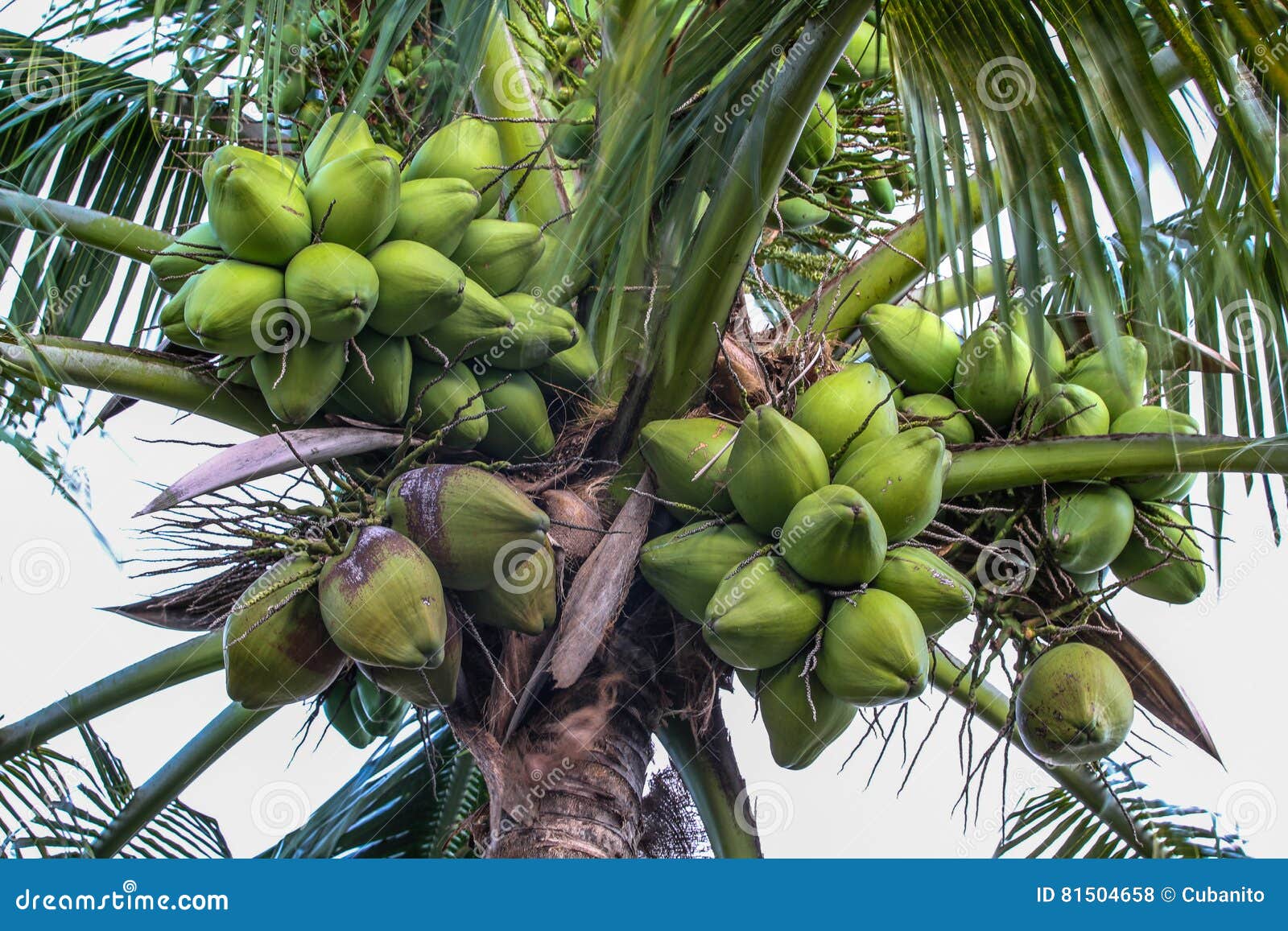 Coconuts in the tree stock photo. Image of coconuts, group - 81504658