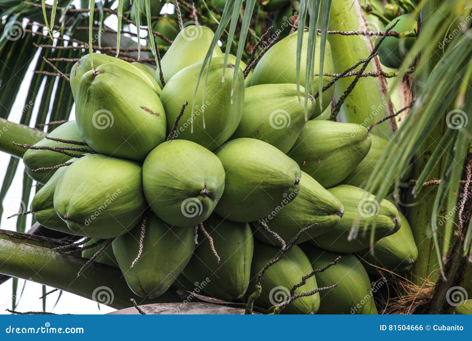Coconuts in the tree stock photo. Image of high, multiple - 81504666 Coconuts in the tree stock photo. Image of high, multiple - 81504666
