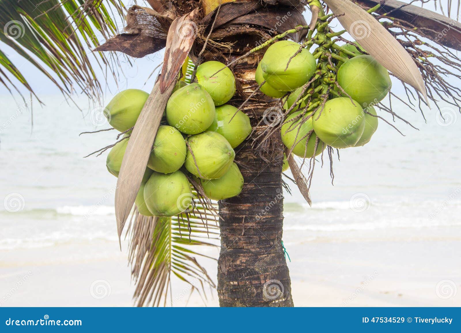 Coconuts on tree stock image. Image of leaf, close, bunch - 47534529