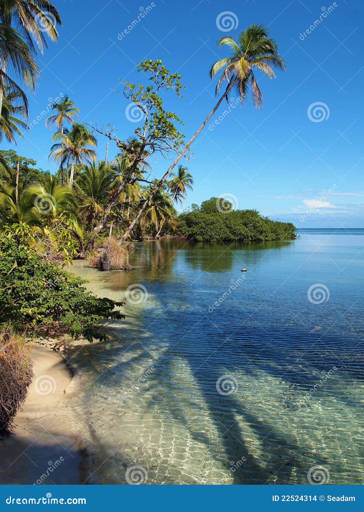 Coconuts tree shade stock photo. Image of beach, rica - 22524314