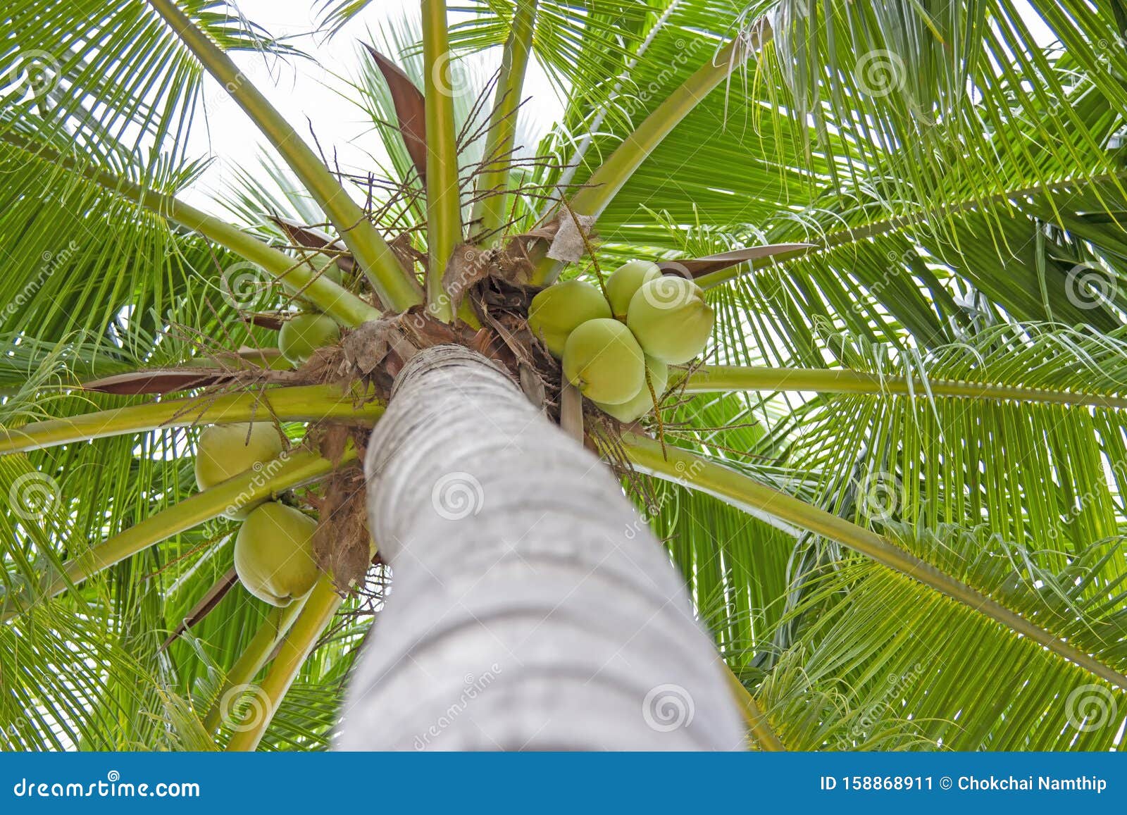 Coconuts are on the Tree, Young Coconut Stock Image - Image of flora ...