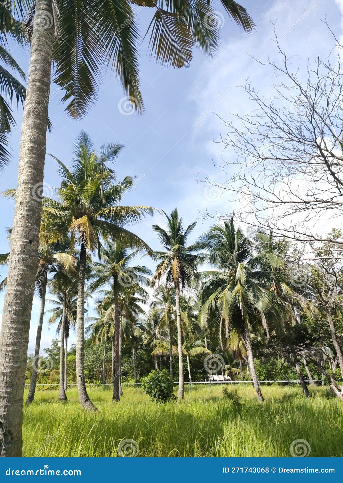 Coconuts Trees on the Beach Stock Photo - Image of young, coconut ...
