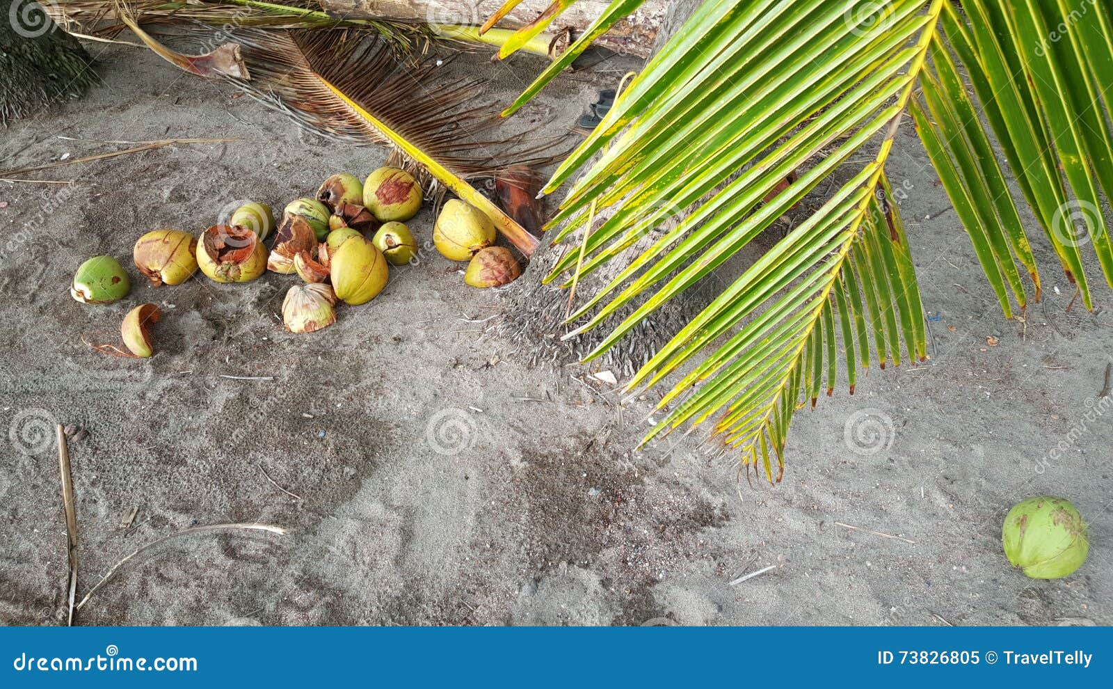 Coconuts under a palmtree stock image. Image of summer - 73826805