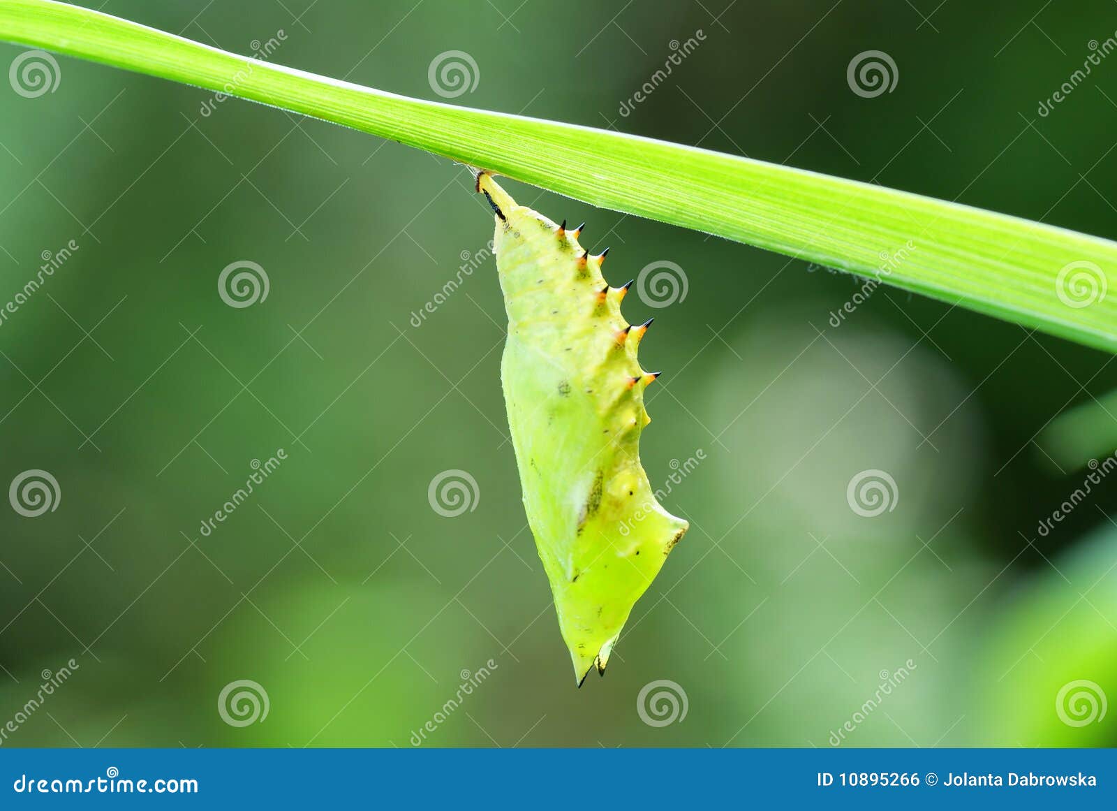 Cocoon stock photo. Image of grass, blade, greenery, changing - 10895266