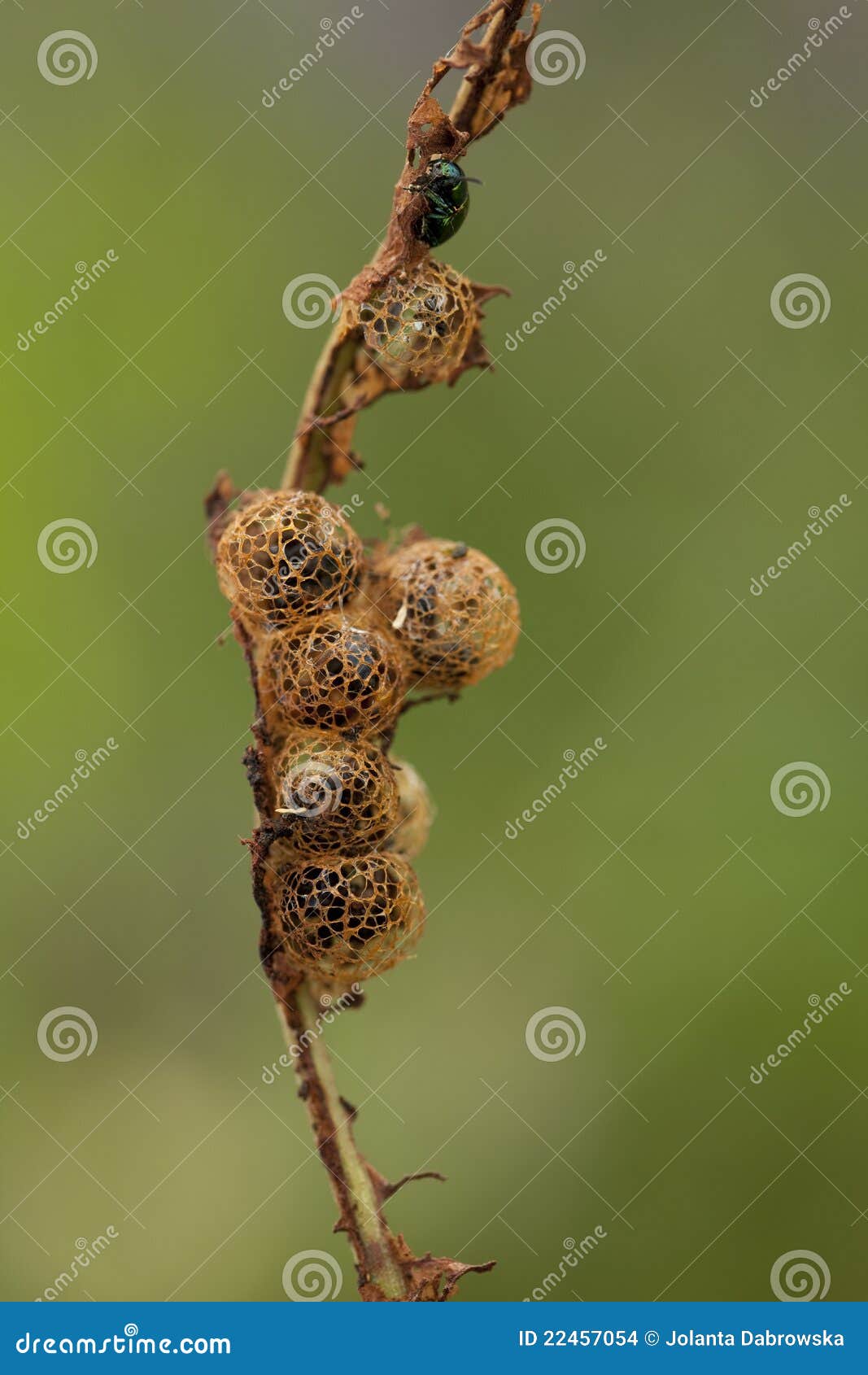 Cocoon stock photo. Image of greenery, group, cocoon - 22457054