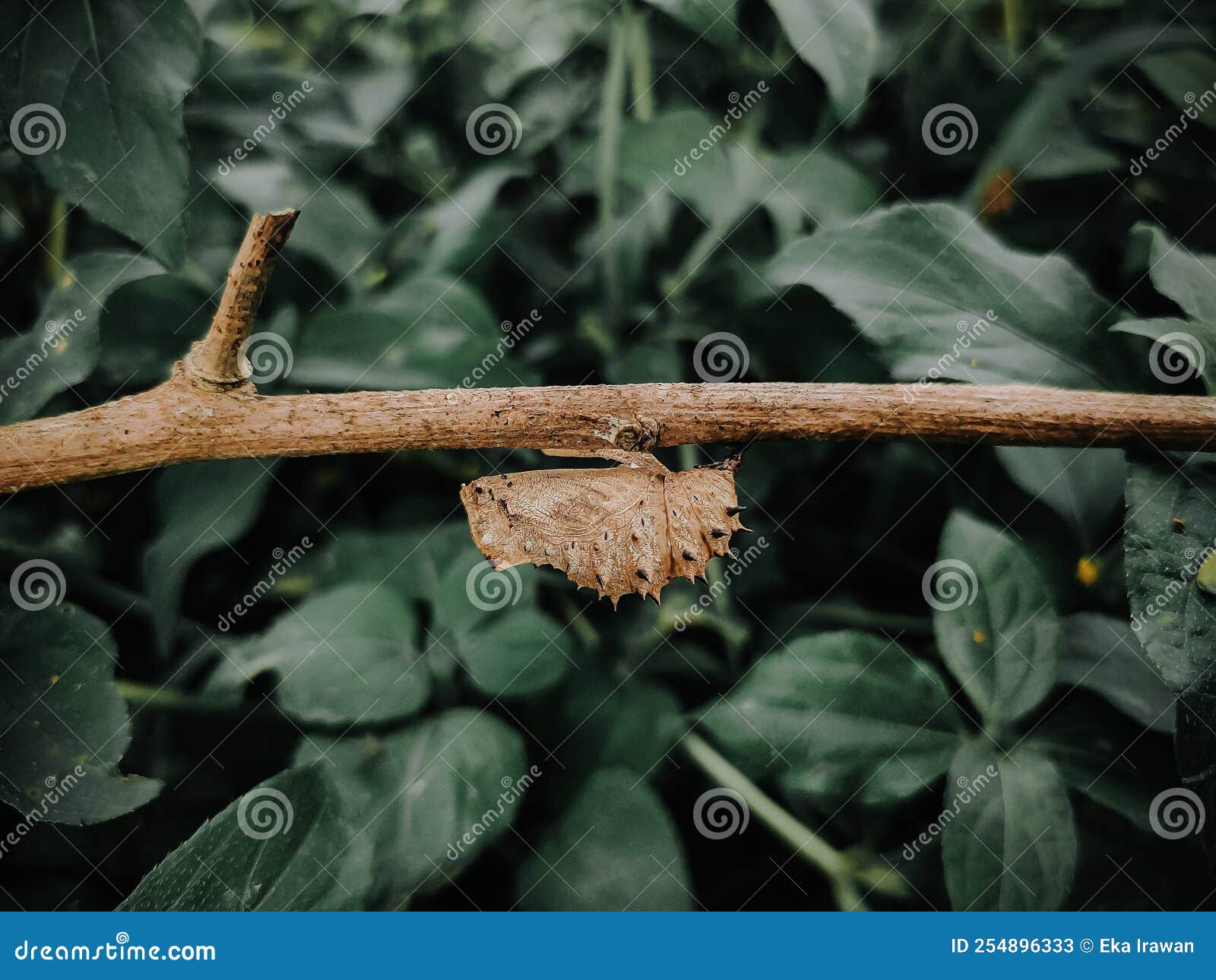 A Cocoon Attached To a Dry Tree Branch Stock Image - Image of branch ...