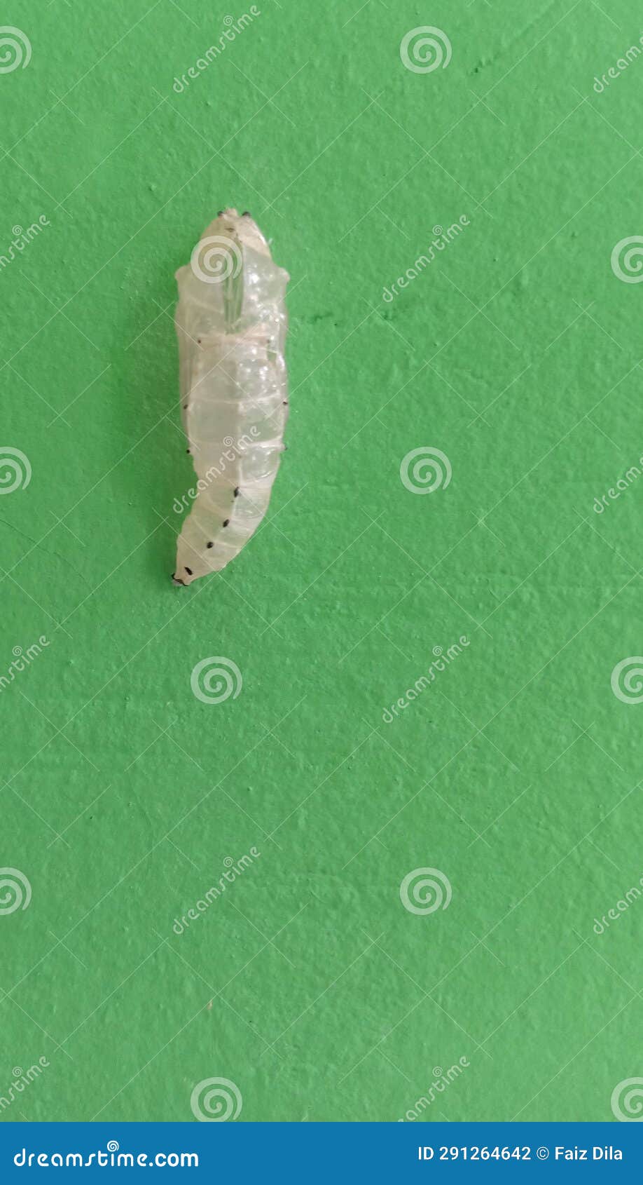 A Cocoon Attached To the Green Wall Stock Photo - Image of life, thread ...