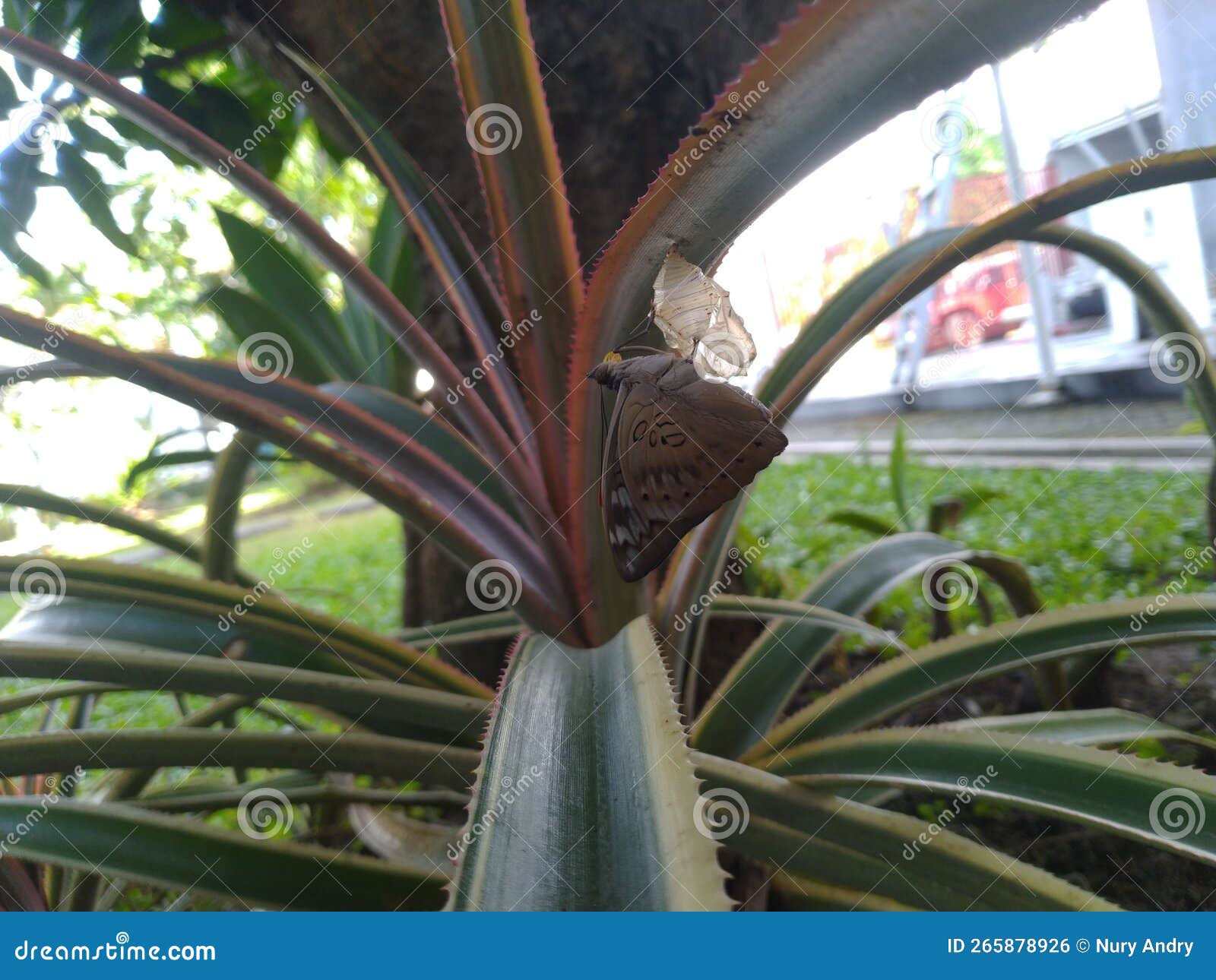 Cocoon with Beautiful Butterfly Stock Photo - Image of tropics, flower ...