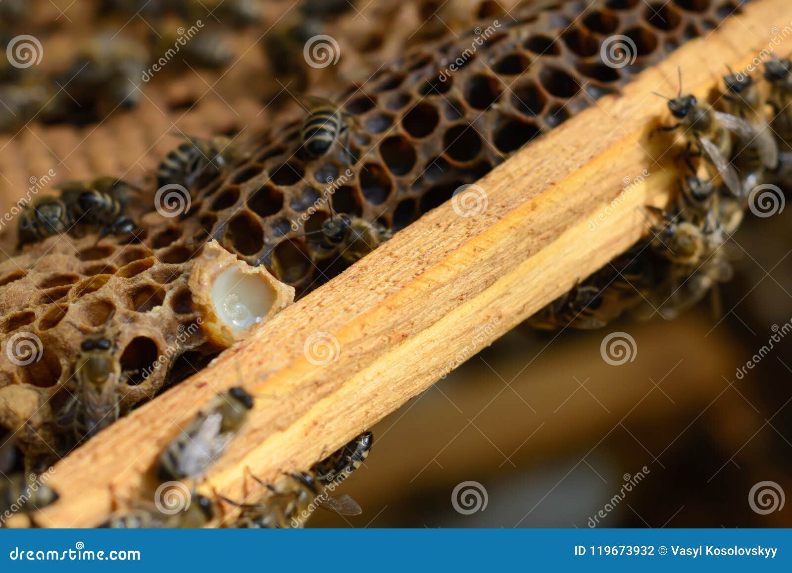 Cocoon with Bee Royal Jelly and Bees. Stock Photo - Image of diligence ...